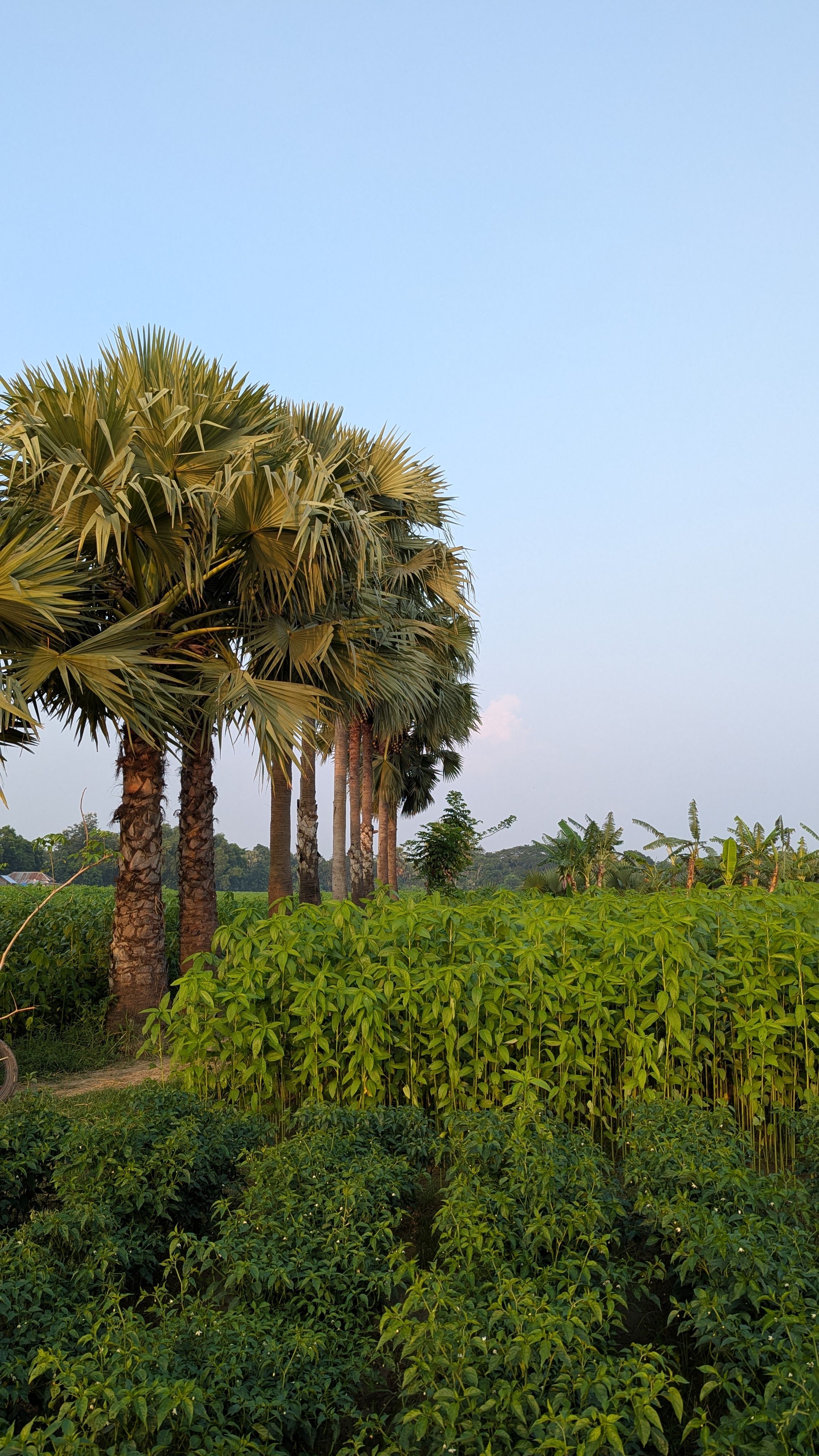Palm Trees and Vegetation in Countryside Setting · Free Stock Photo