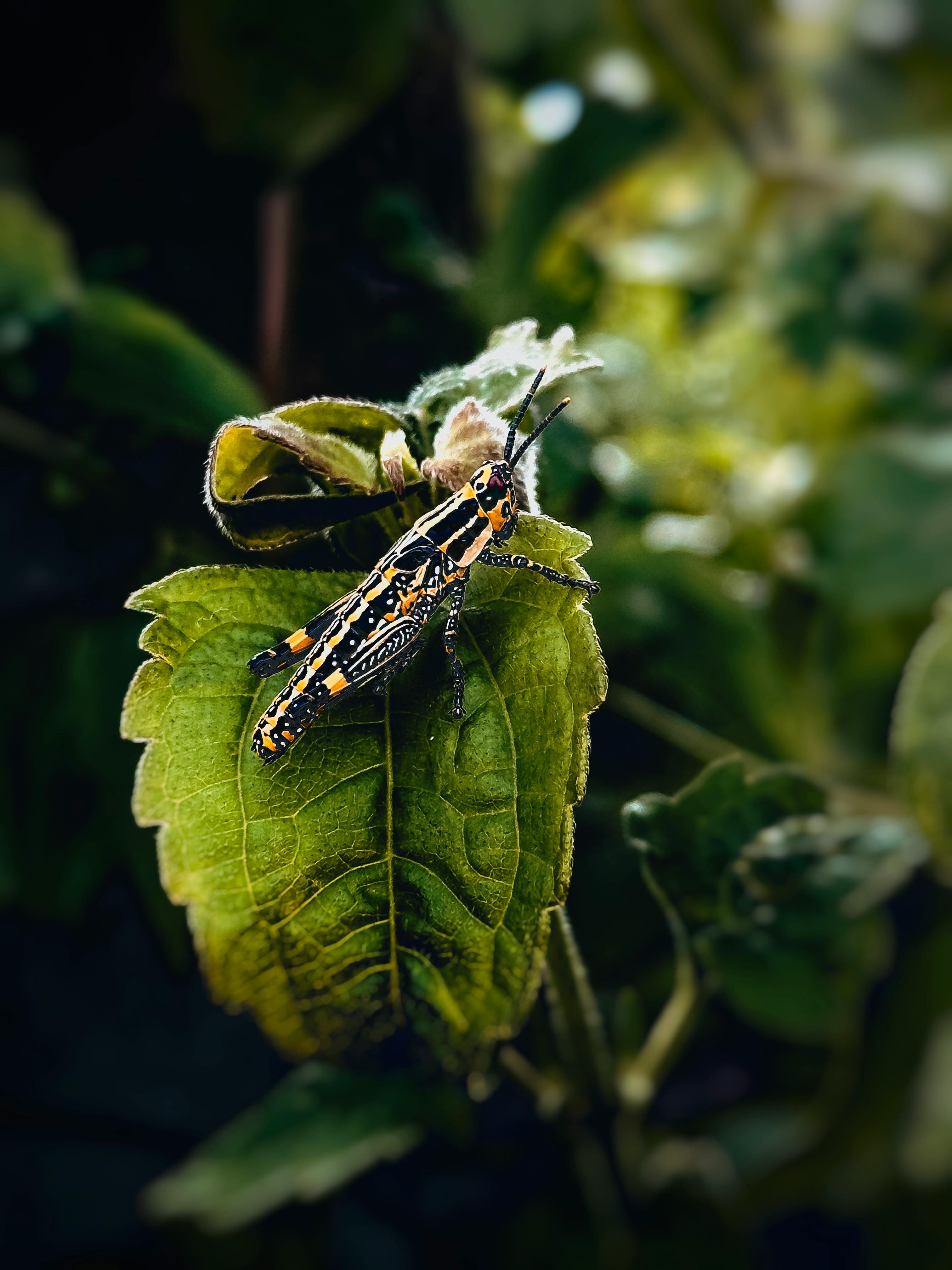 Locust Photos, Download The BEST Free Locust Stock Photos & HD Images