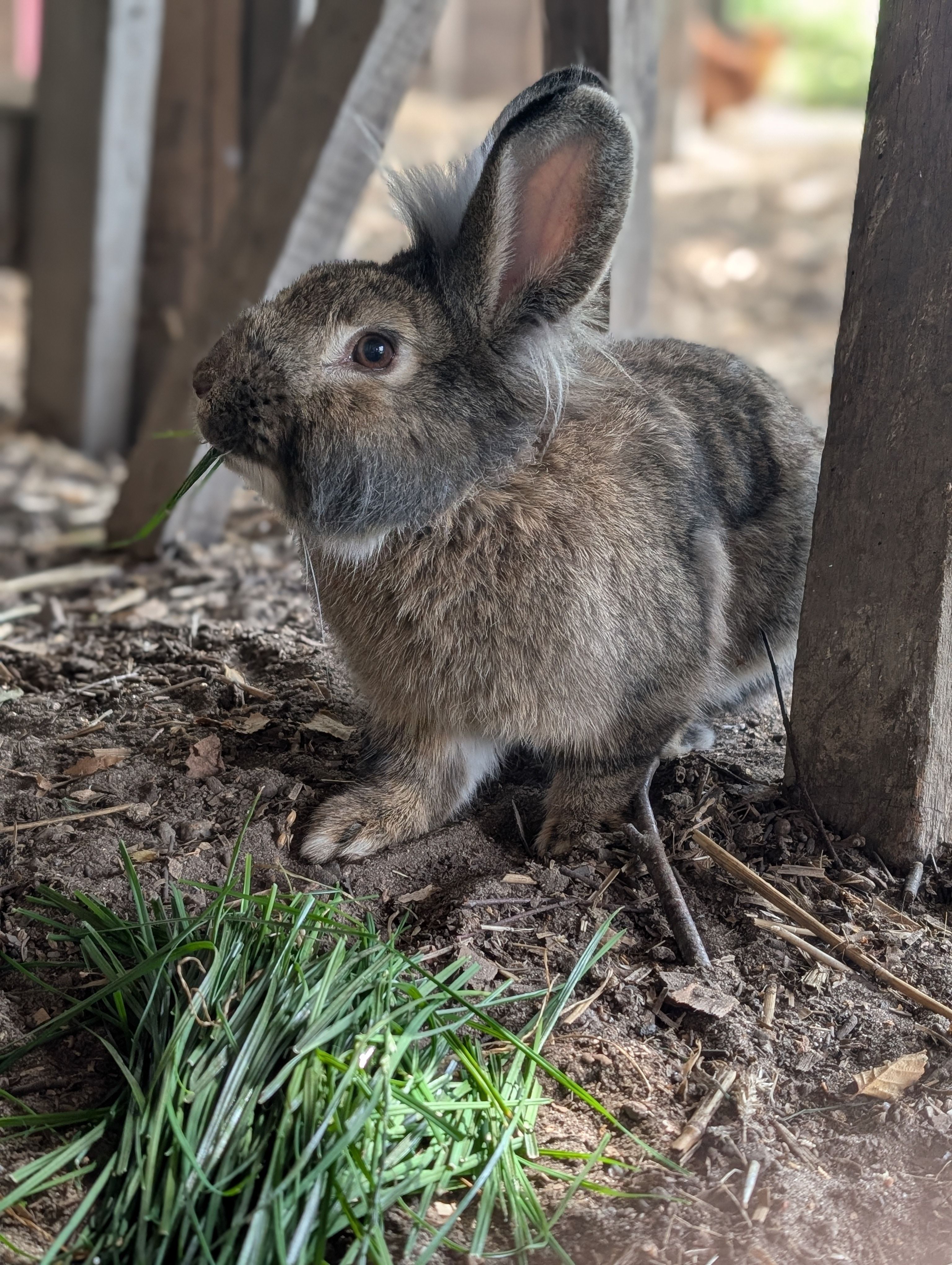 Close-up of Brown Rabbit Chewing Grass Outdoors · Free Stock Photo