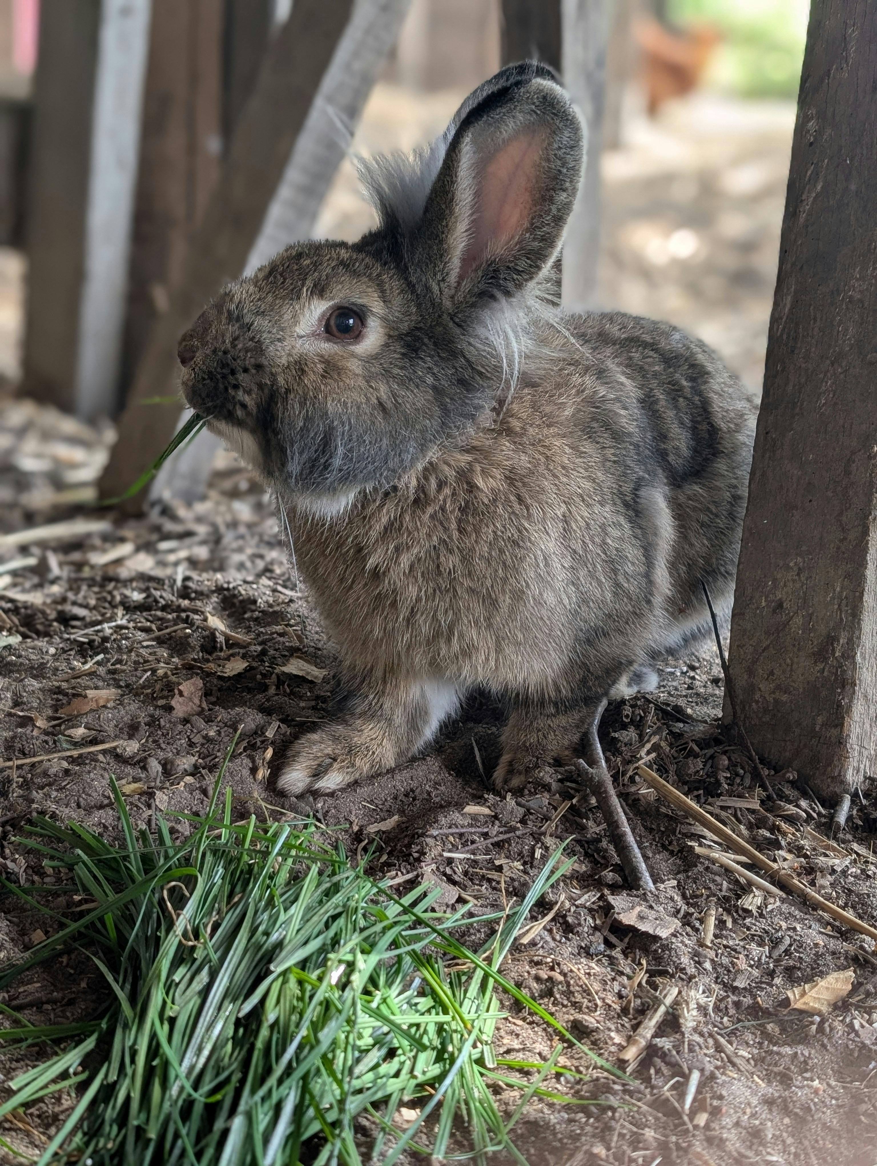 Rabbit Face Photos, Download The BEST Free Rabbit Face Stock Photos ...