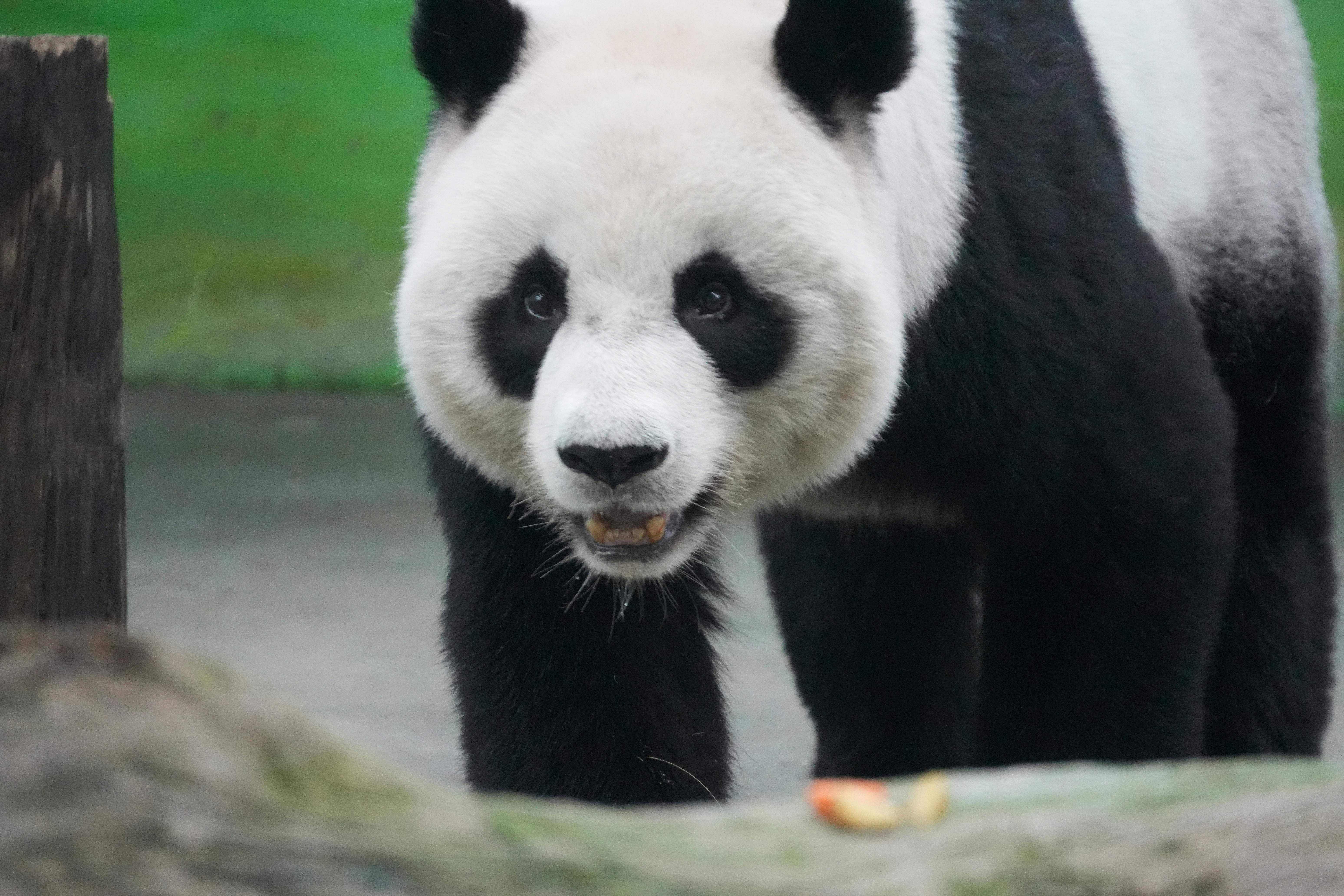 Cute Cartoon Panda Black Background Photos, Download The BEST Free Cute ...