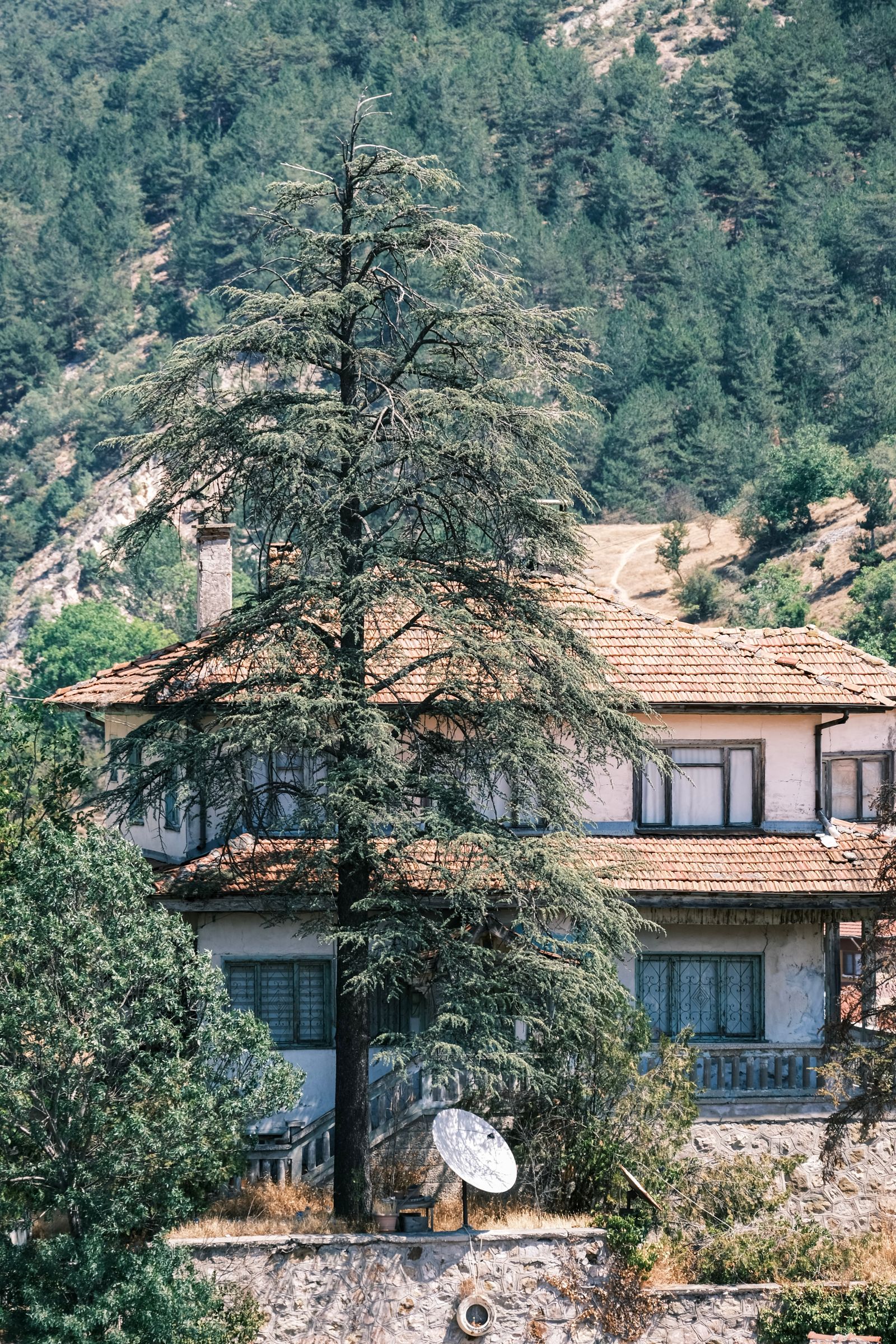 Cedar Tree Photos, Download The BEST Free Cedar Tree Stock Photos & HD ...
