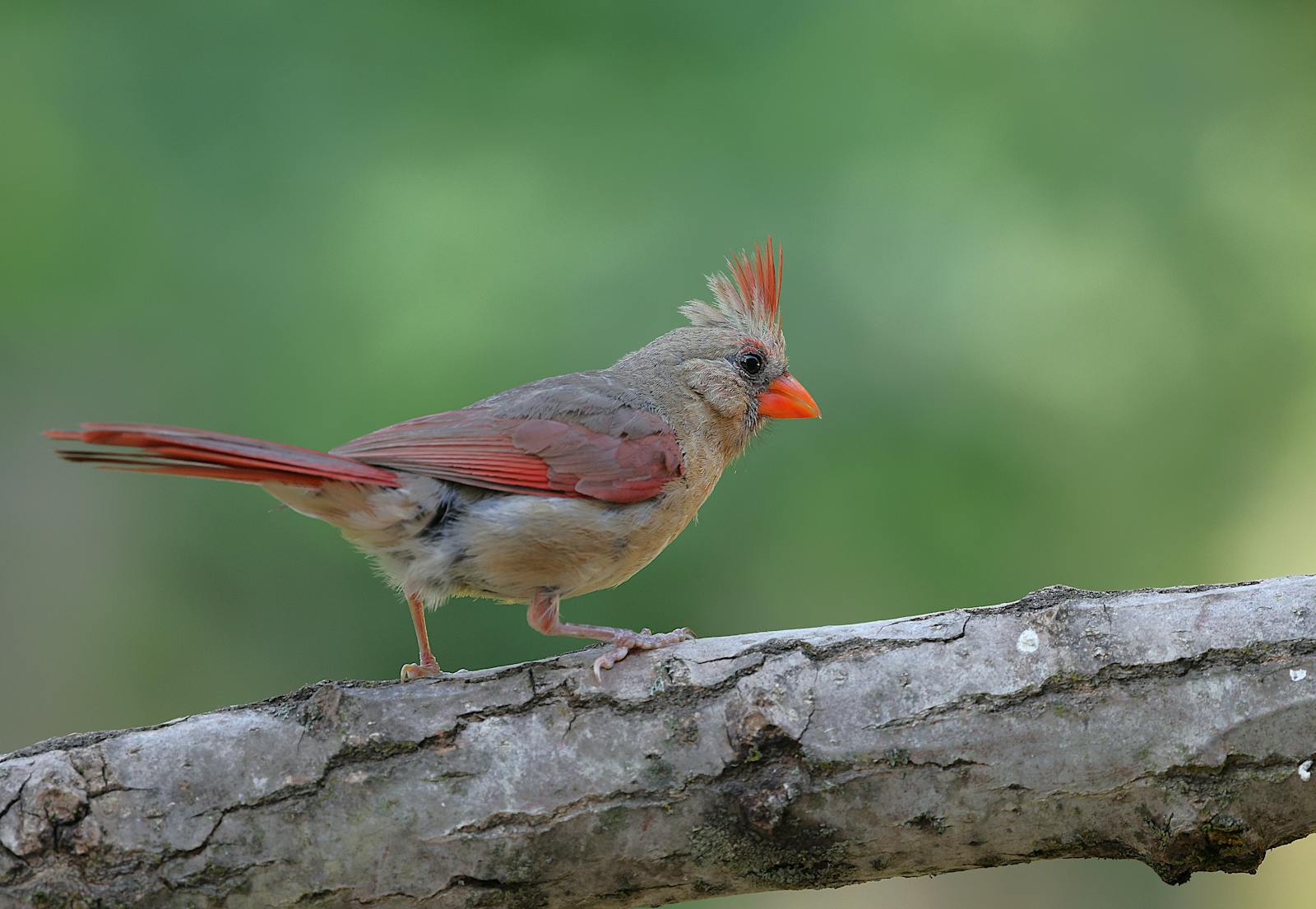 Cardinal Bird Photos, Download The BEST Free Cardinal Bird Stock Photos ...