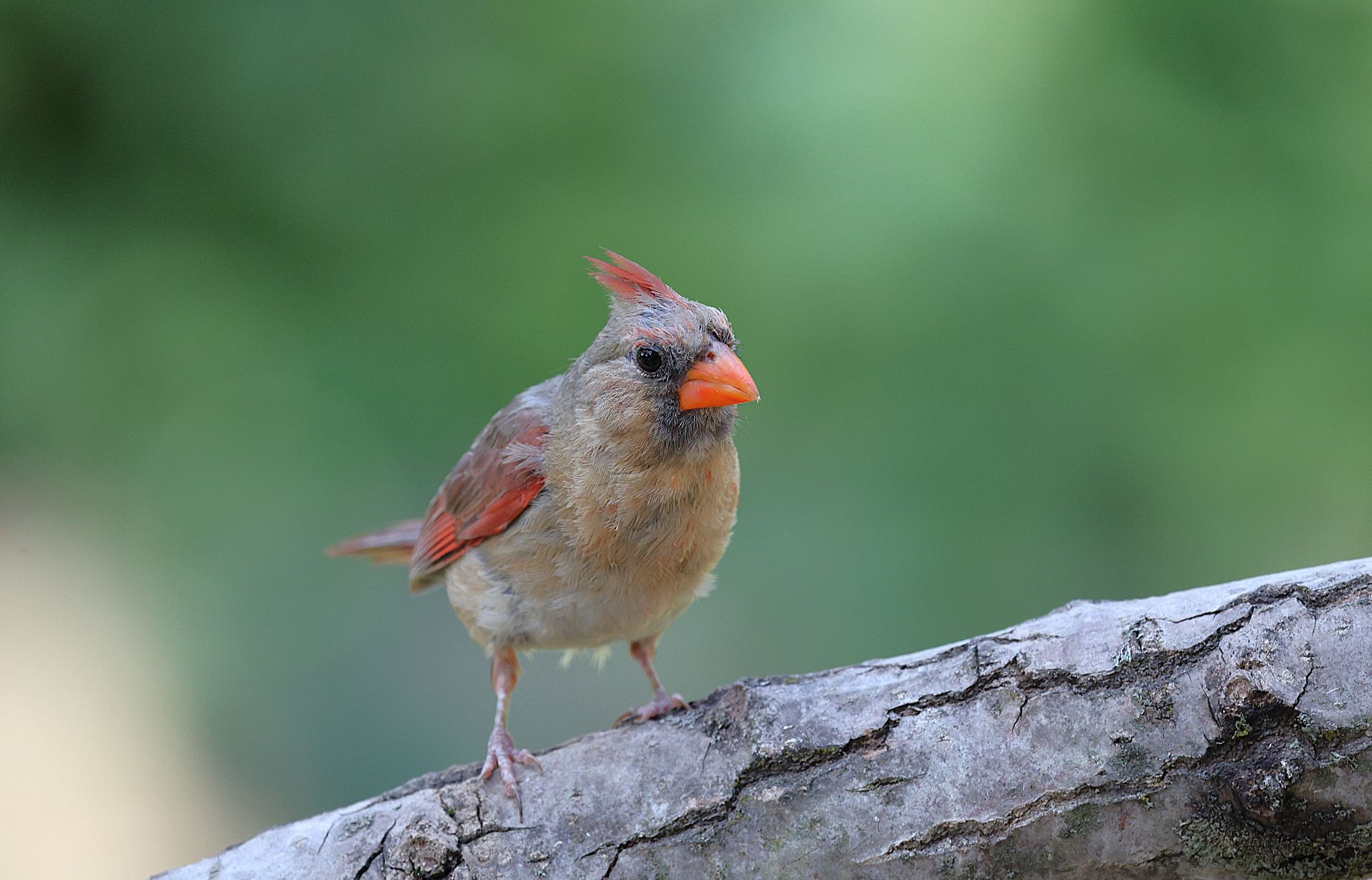 Master Bird Identification by Color with Our Easy Guide