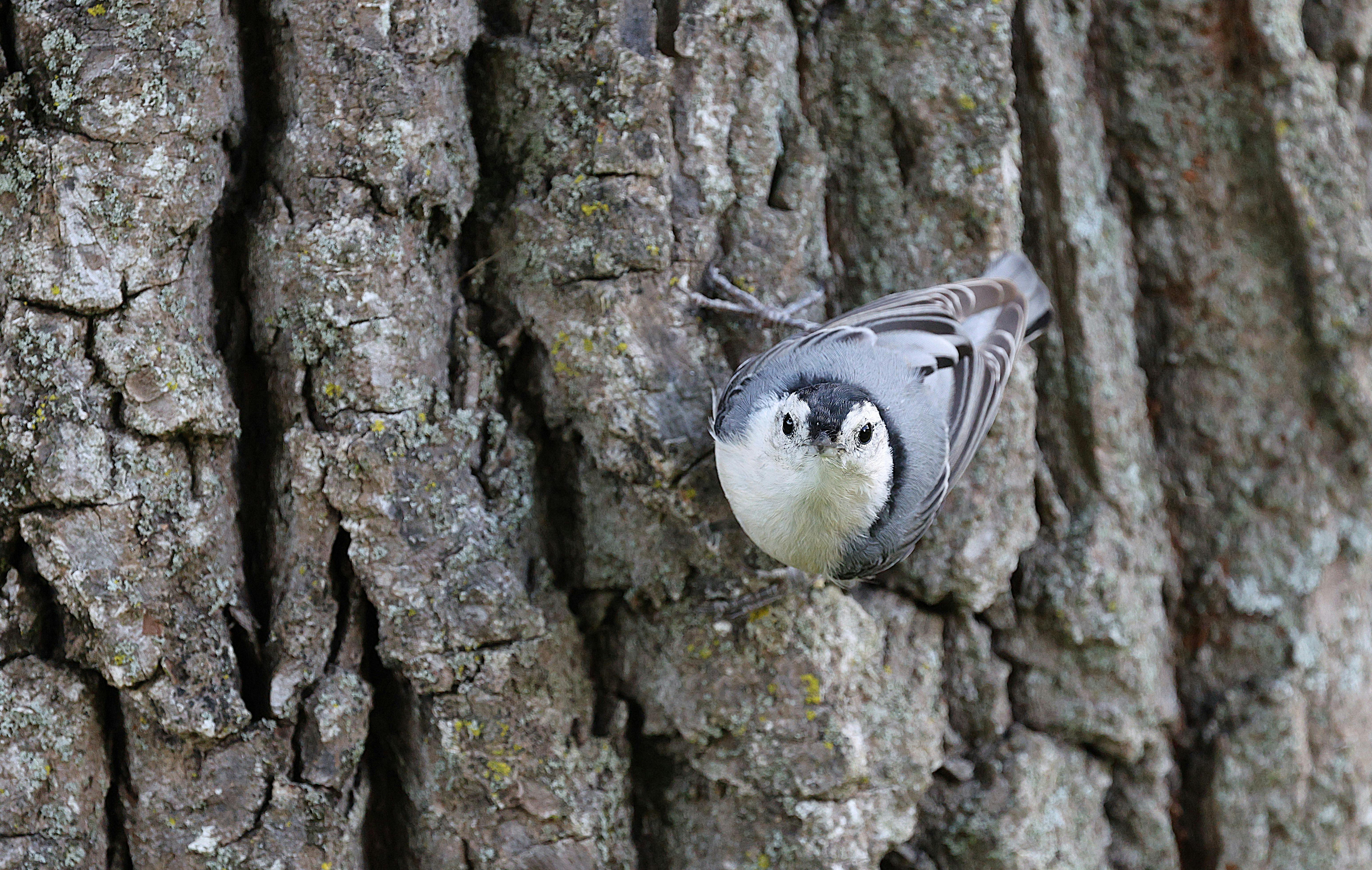 White Breasted Nuthatch Flying: Migration Patterns Revealed