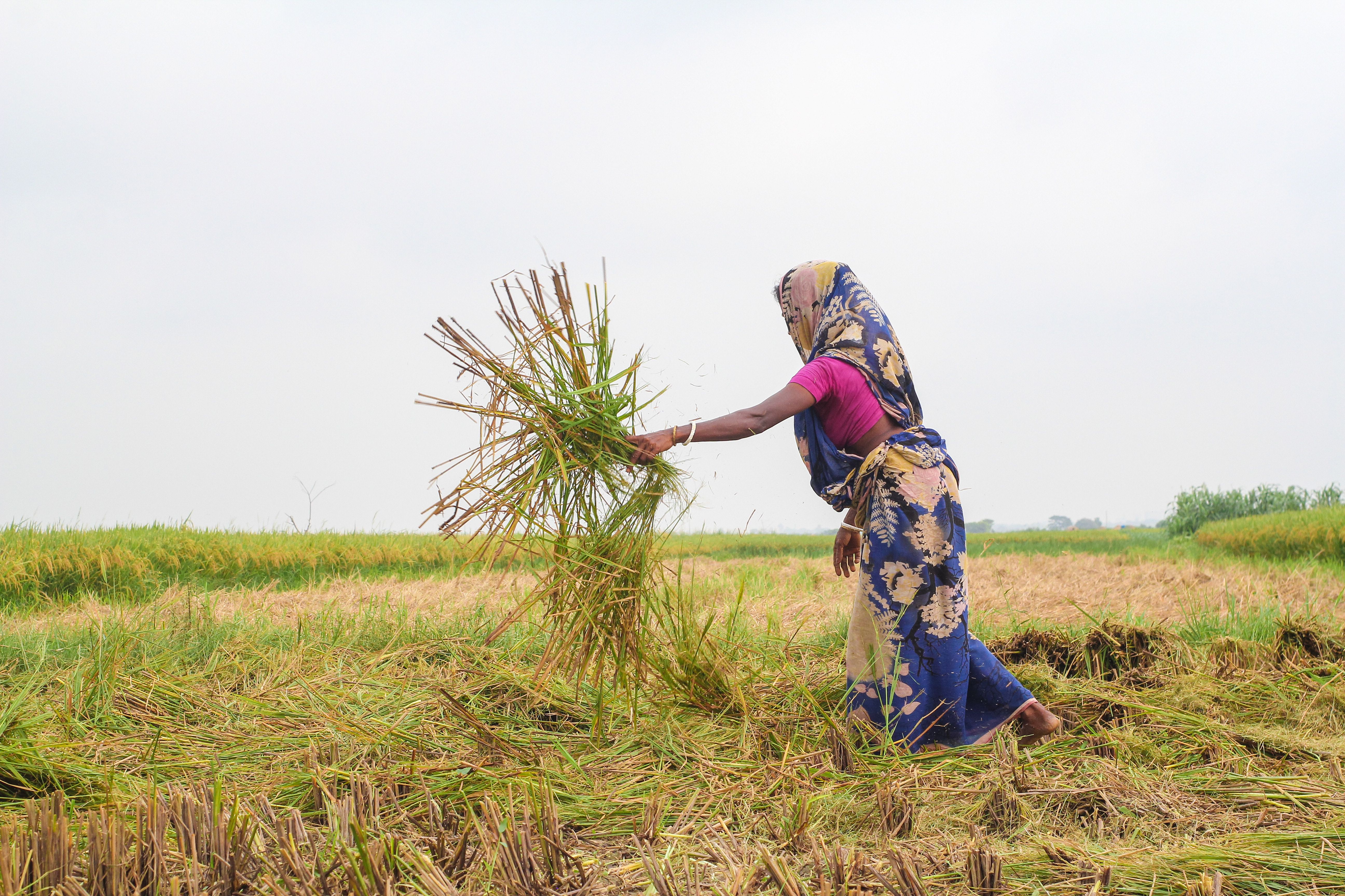 Woman Dropping Seeds on Pile · Free Stock Photo