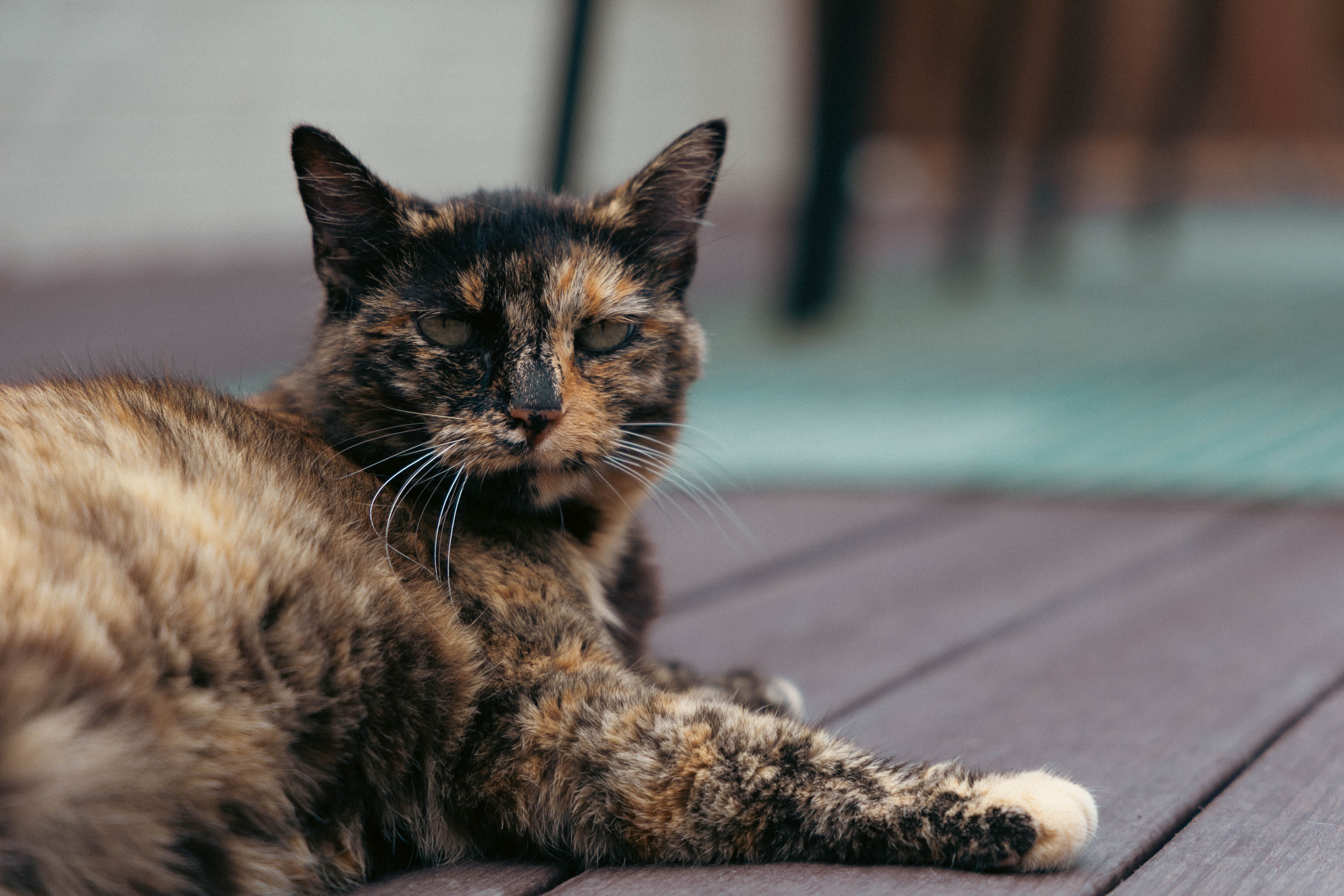 Close-up Portrait of Tortoiseshell Cat Outdoors · Free Stock Photo