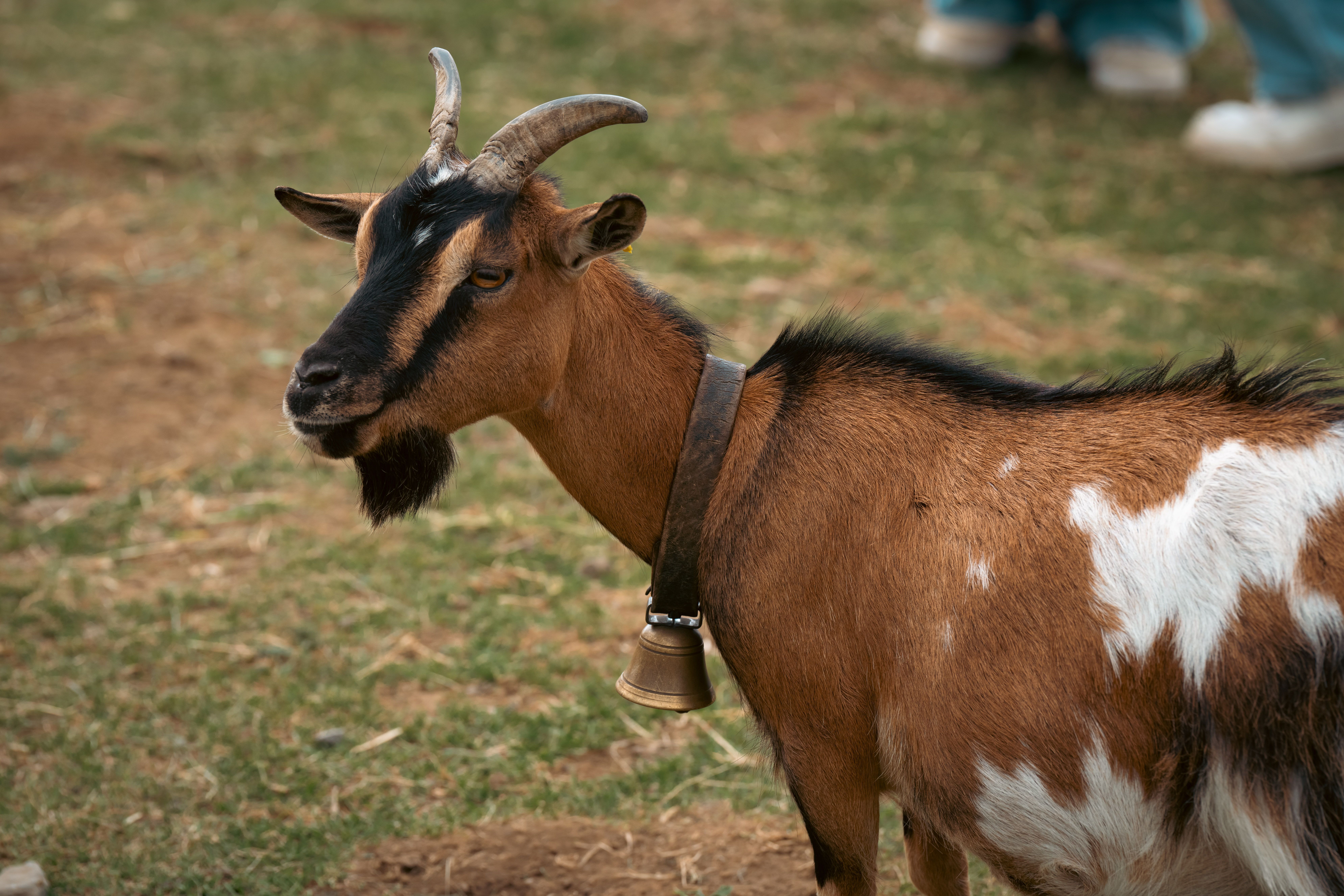Close-up of a Brown and White Goat with Bell · Free Stock Photo