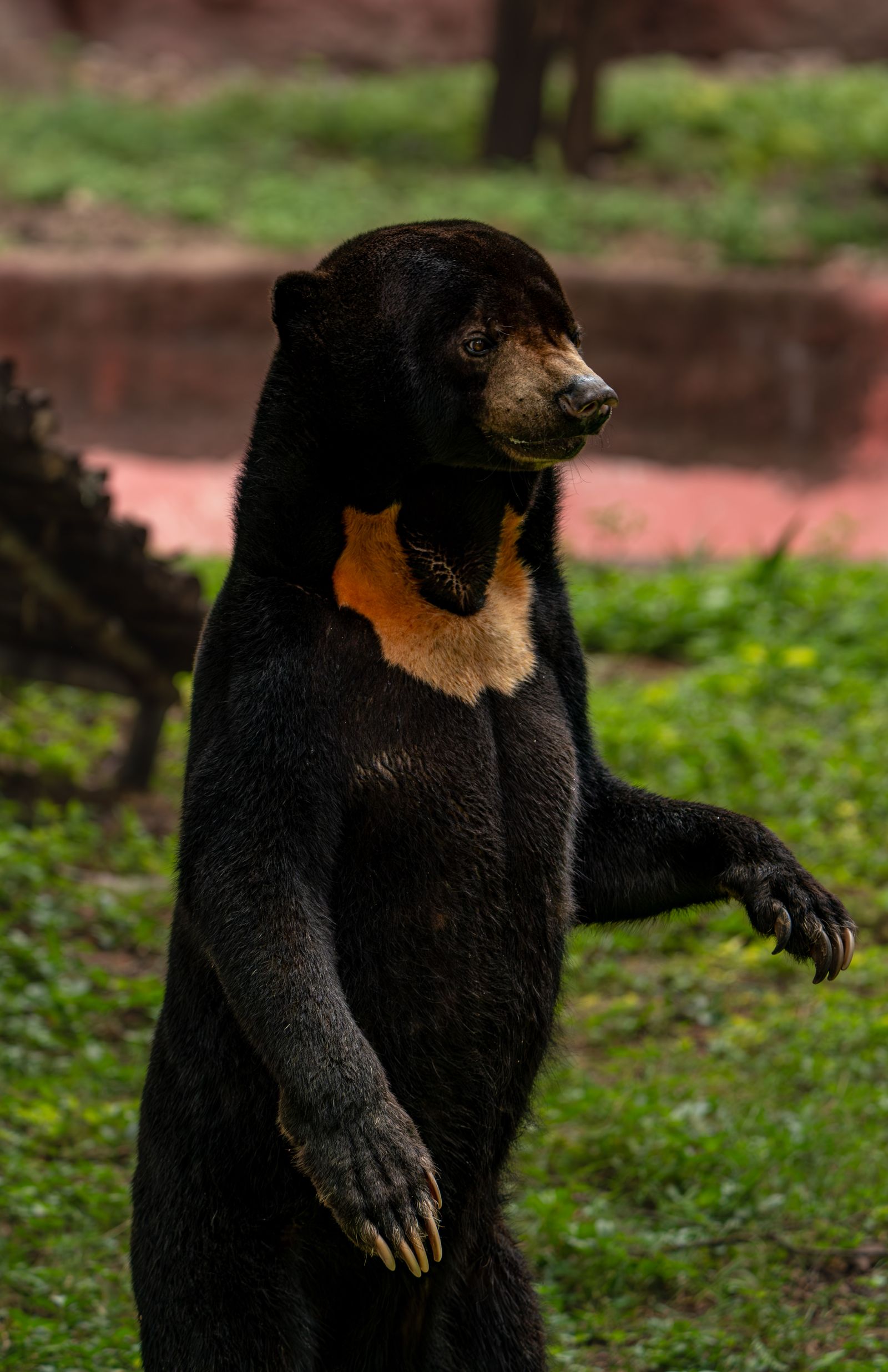 Standing Bear Photos, Download The BEST Free Standing Bear Stock Photos ...