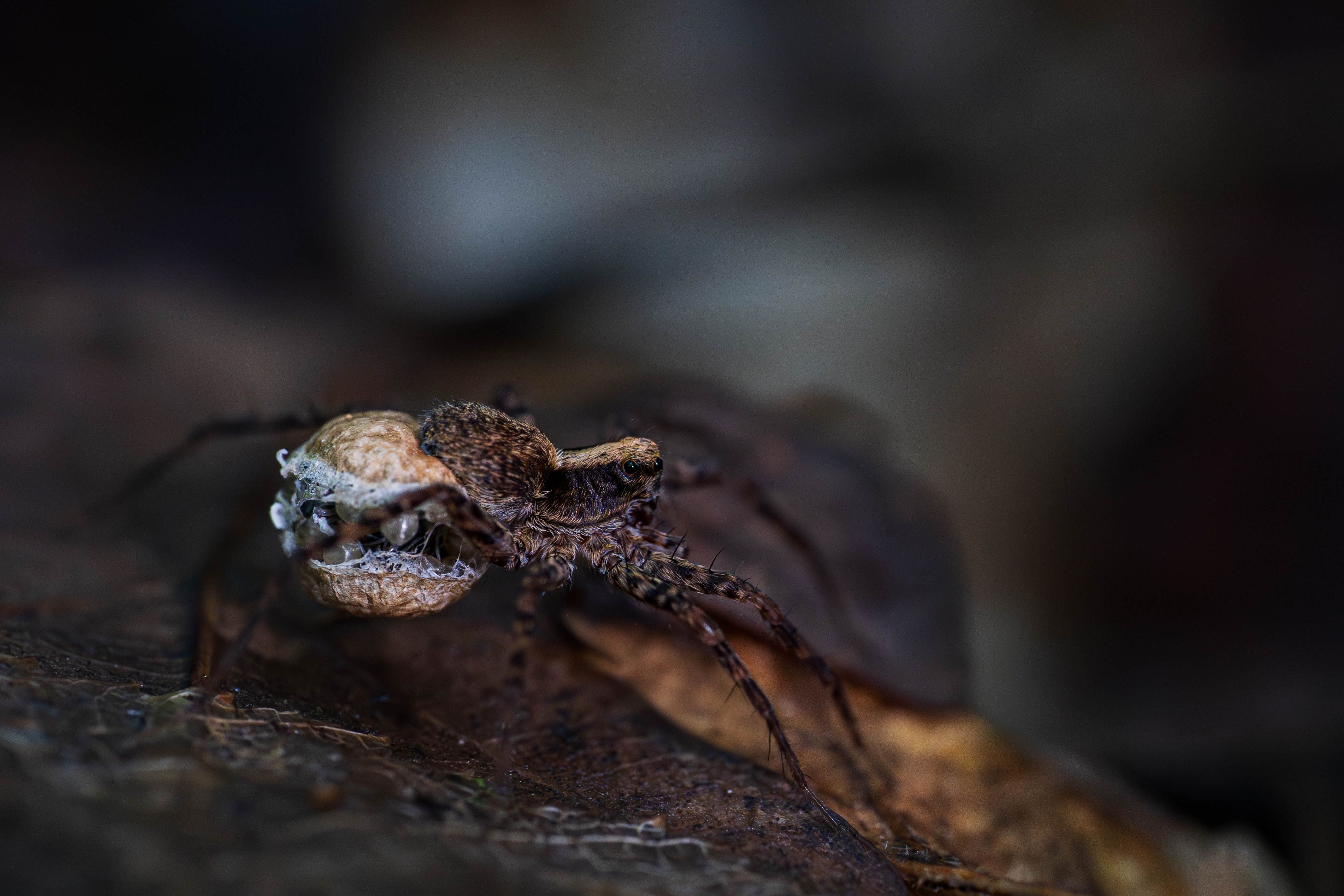 Close-up of a spider in a natural habitat · Free Stock Photo