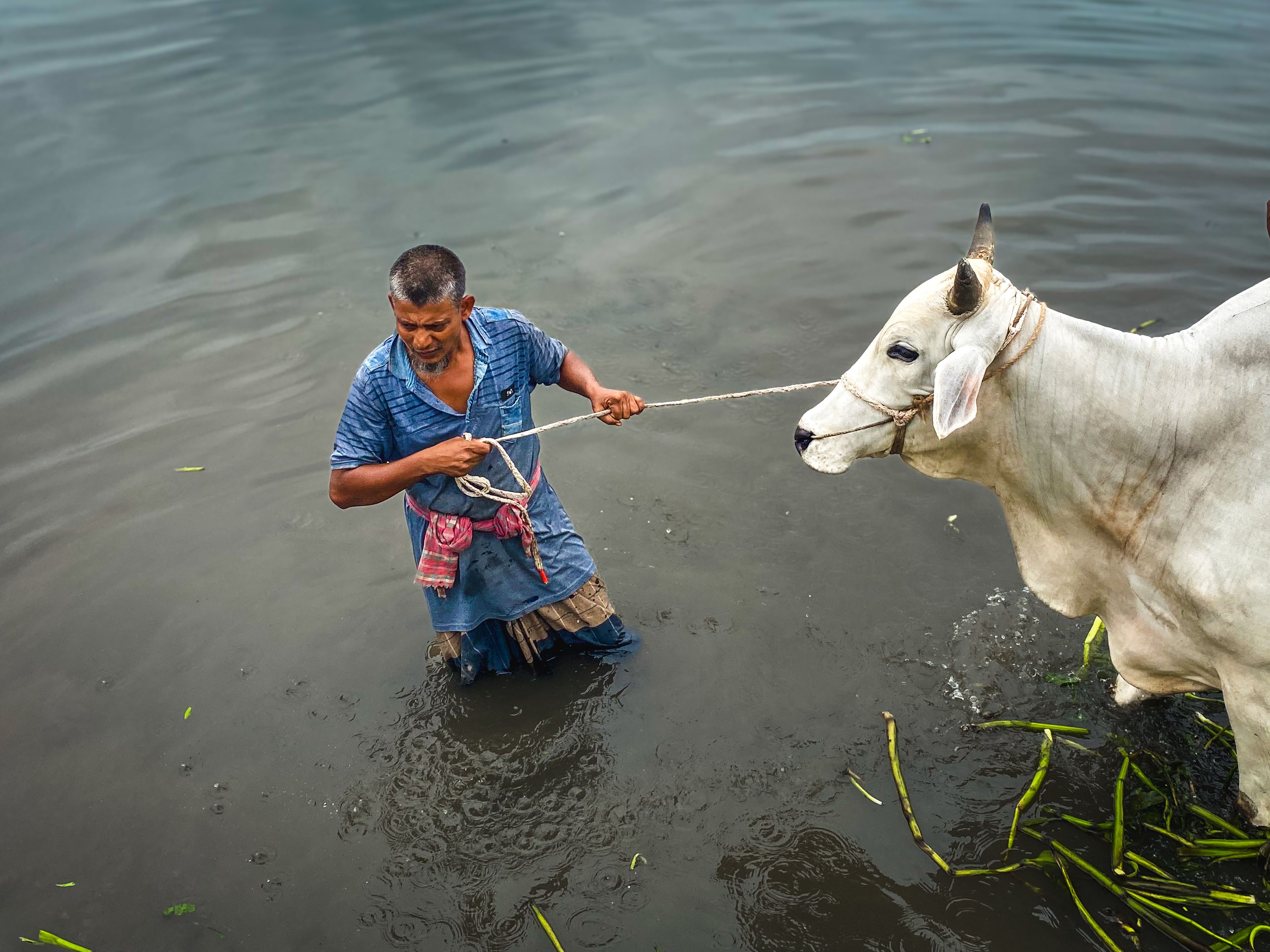 Man Leading White Cow Through Water in Rural Scene · Free Stock Photo