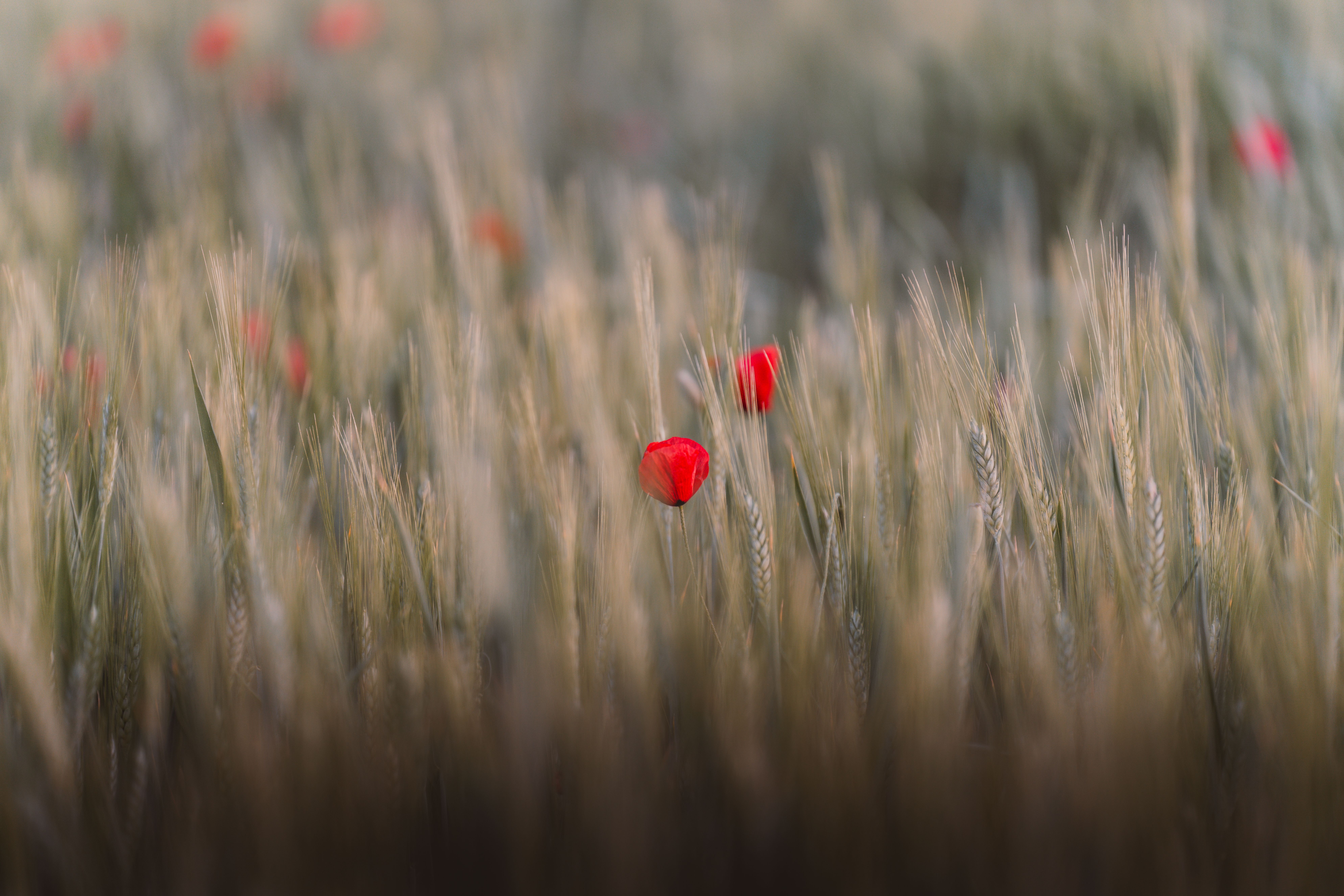 Serene Wheat Field with Vibrant Poppy Flowers · Free Stock Photo