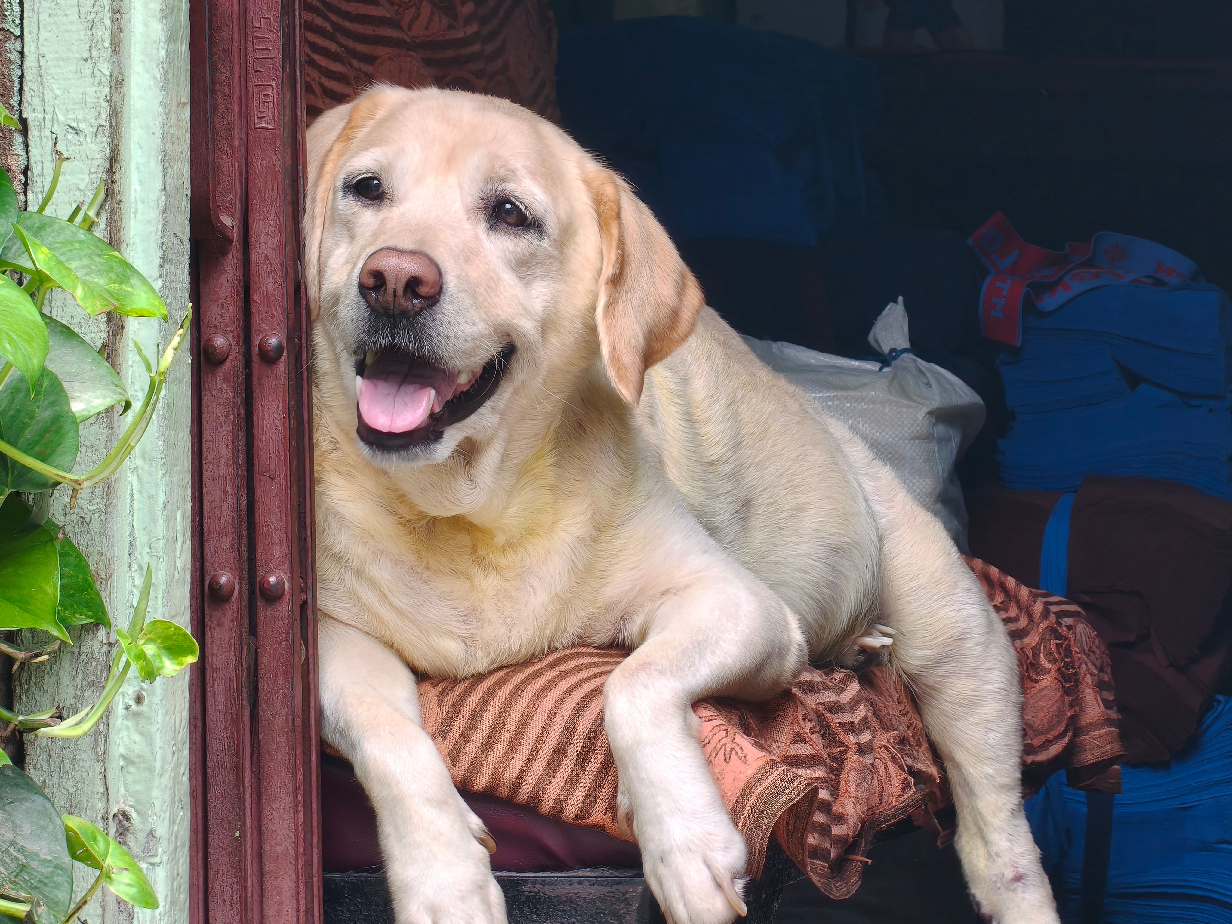 Happy Labrador Retriever Relaxing Indoors · Free Stock Photo