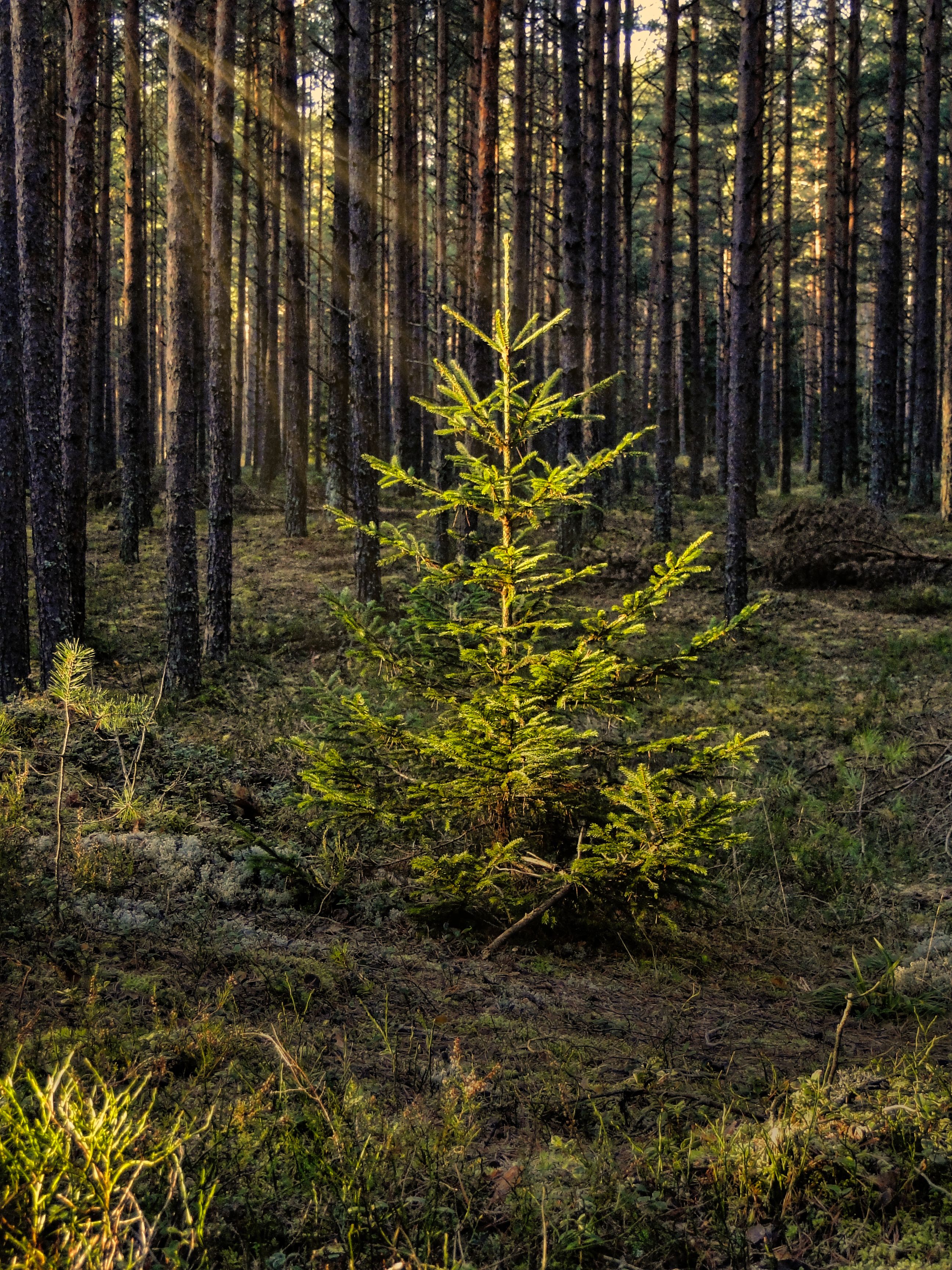 Sunlit Fir Tree in Tranquil Forest Clearing · Free Stock Photo