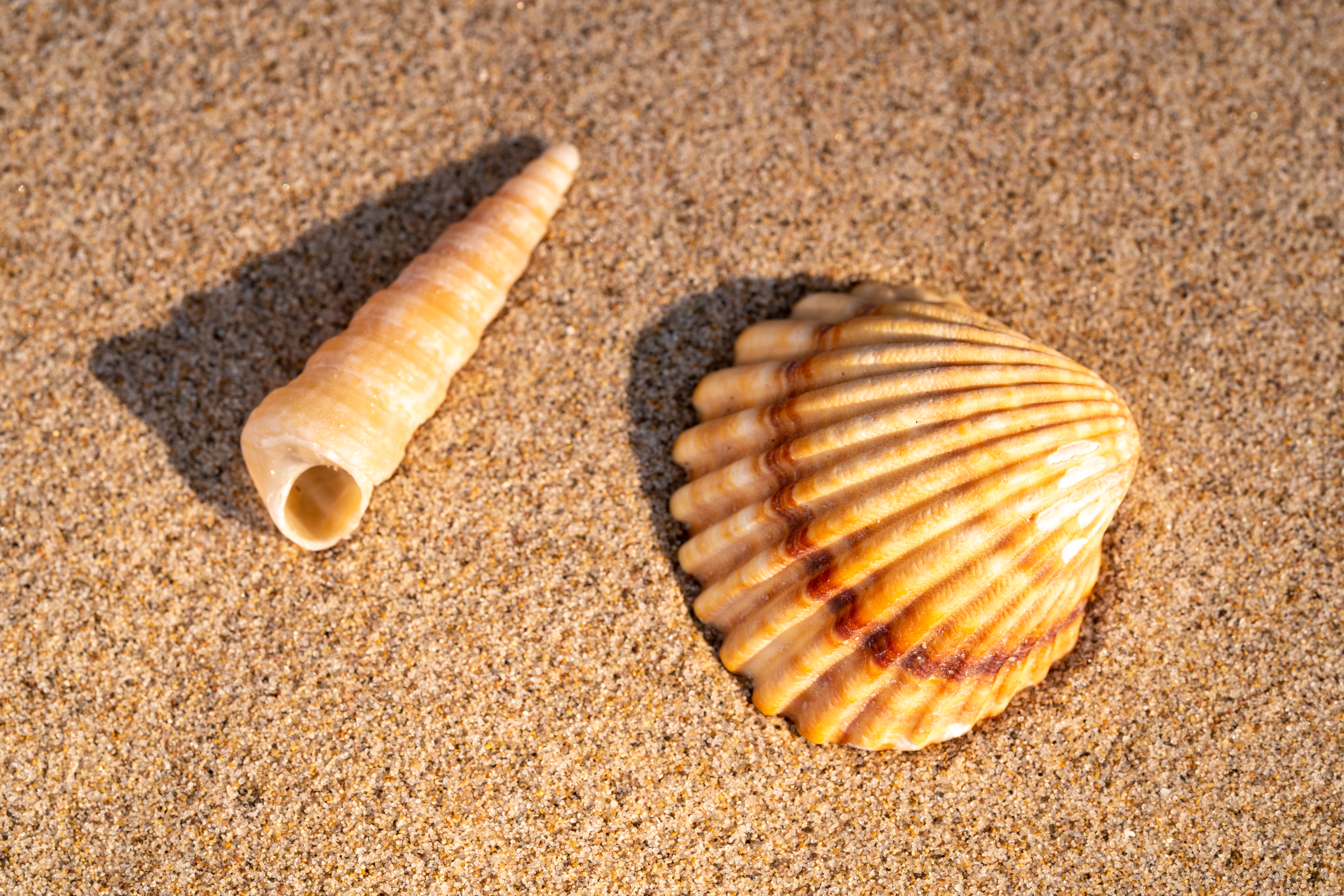 Shell Structures Photos, Download The BEST Free Shell Structures Stock ...