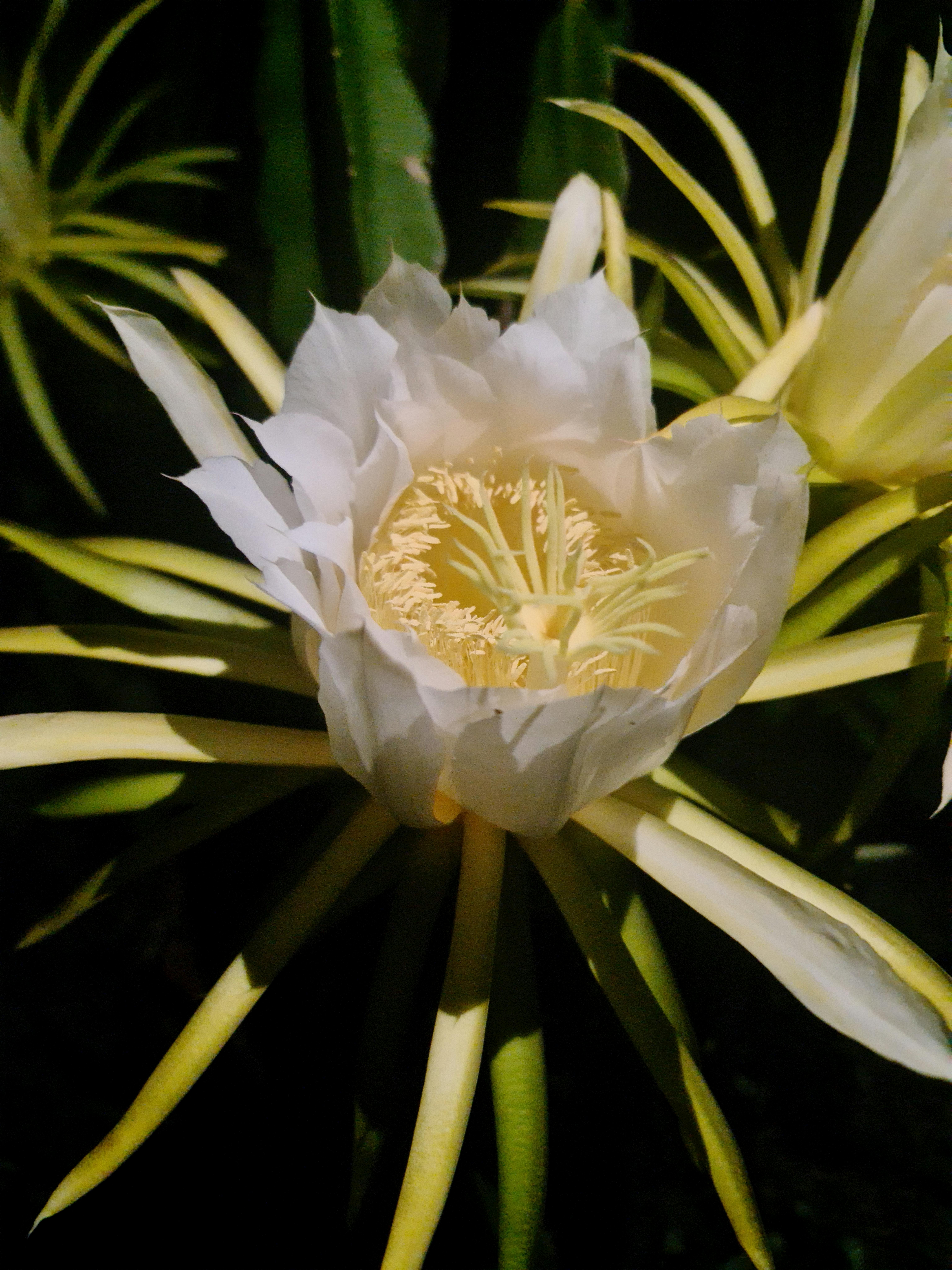Close Up Bunga Buah Naga Yang Mekar Di Malam Hari · Foto Stok Gratis