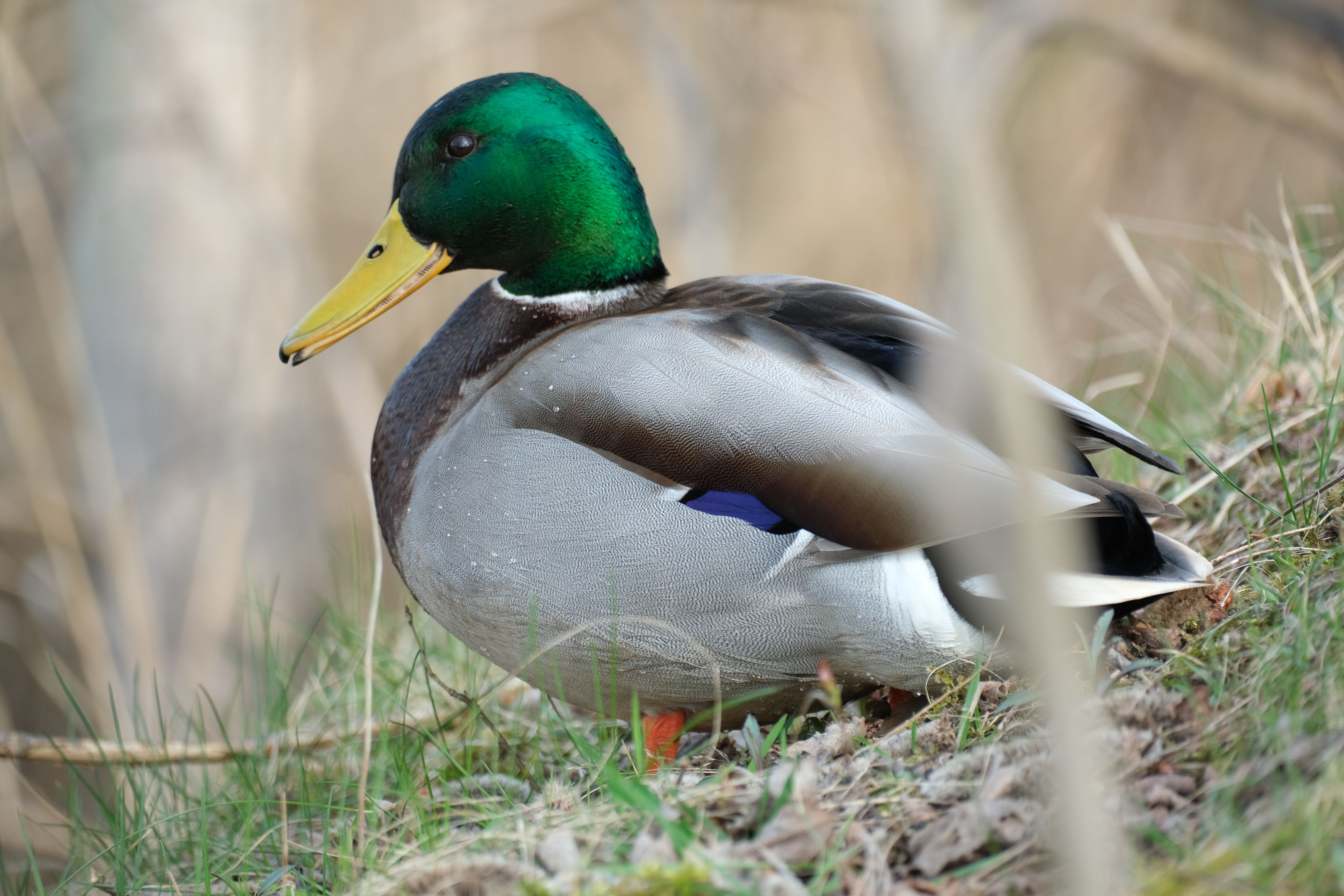 Close-up of a Male Mallard Duck in Nature · Free Stock Photo