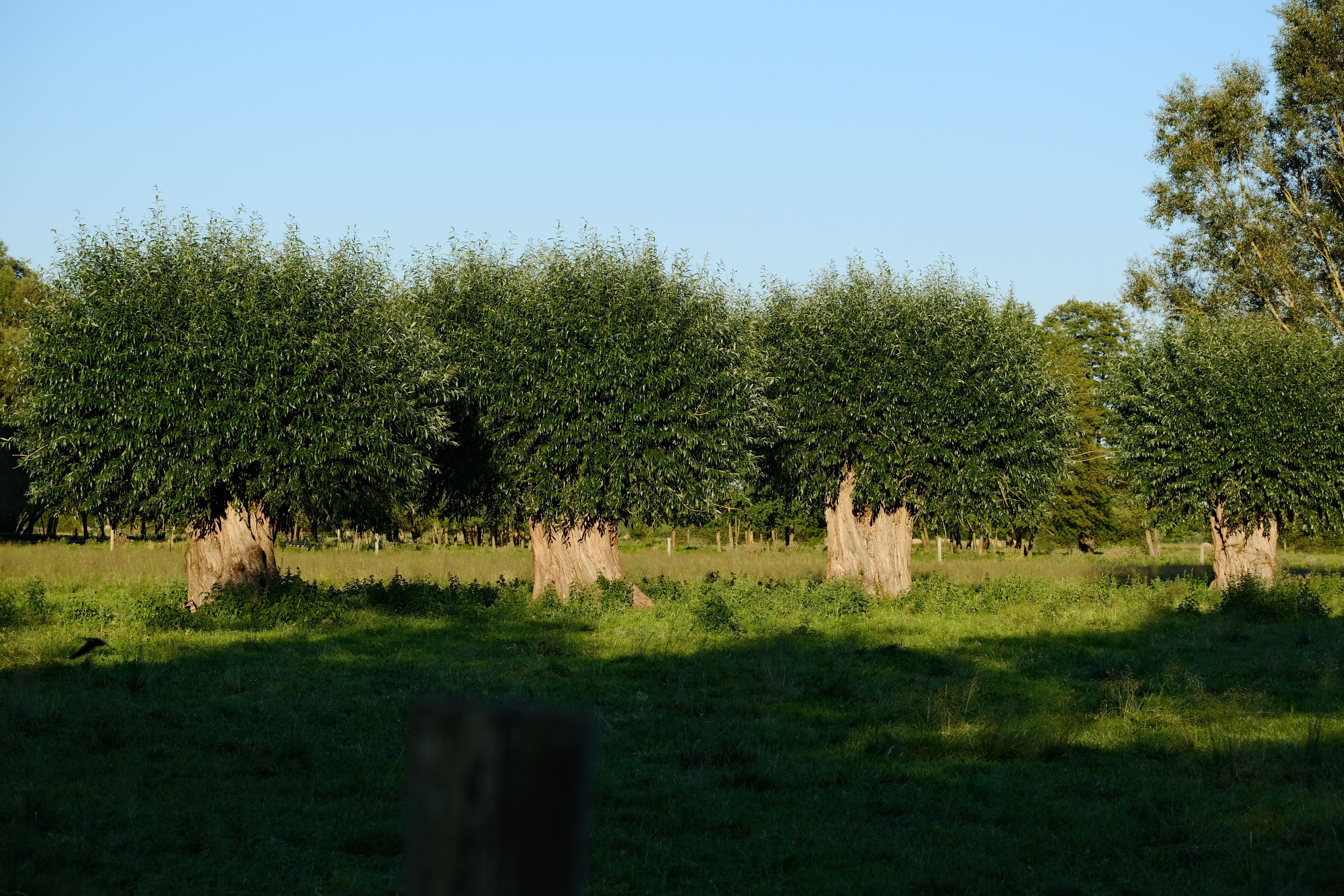 Serene Meadow with Pollard Willows in Summer Light · Free Stock Photo