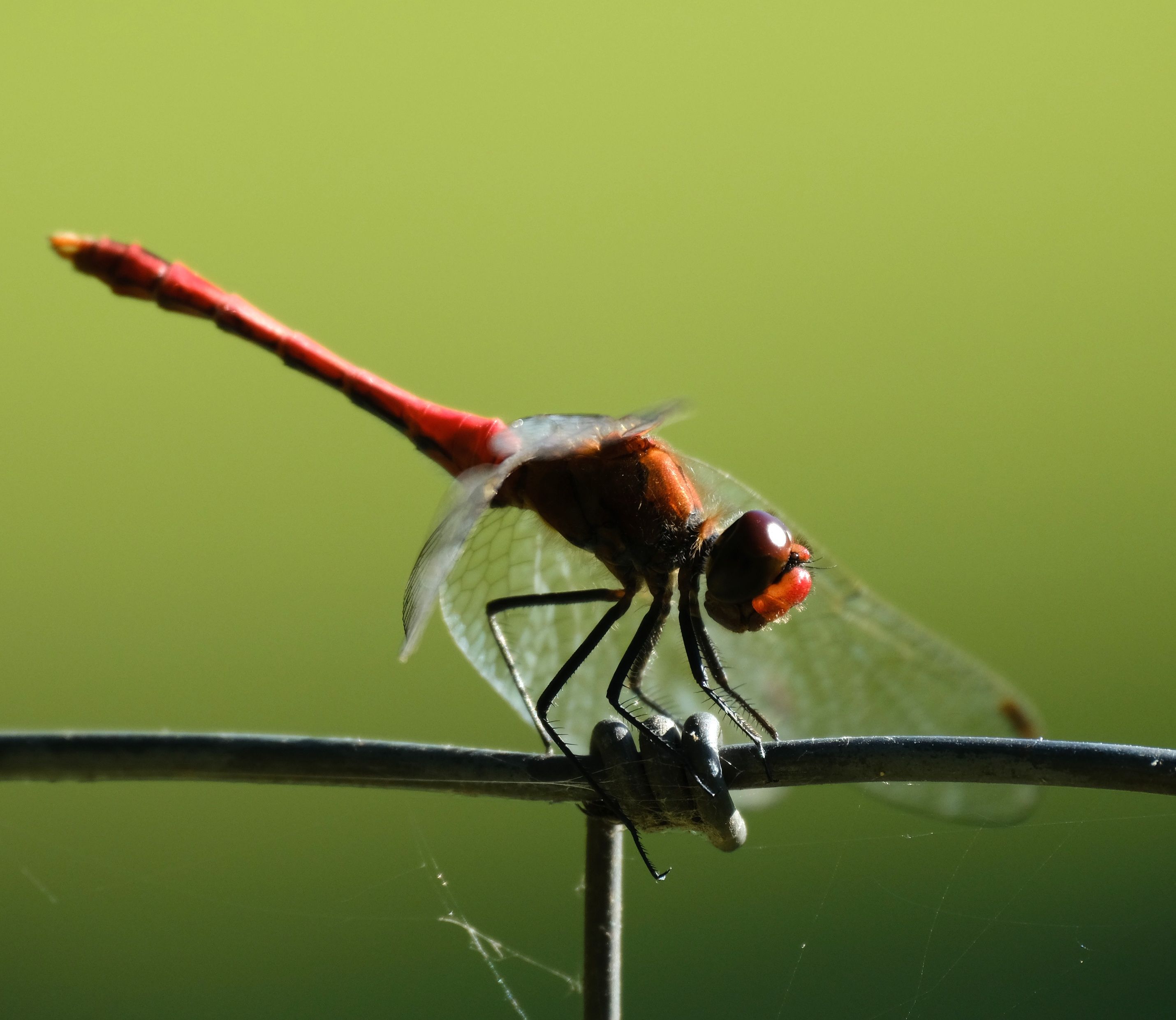 Dragonfly Anatomy Photos, Download The BEST Free Dragonfly Anatomy ...