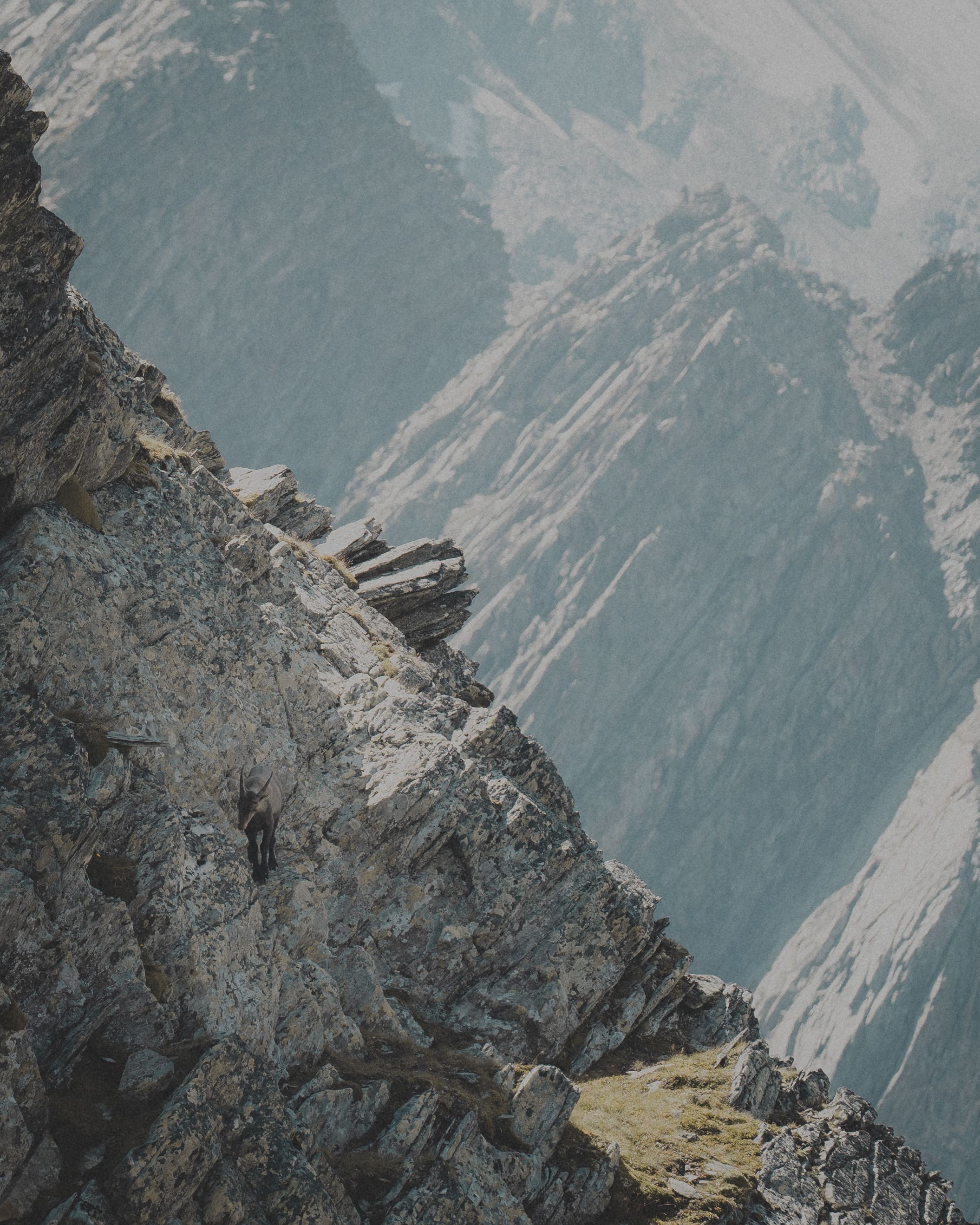 Mountain Goat on Rocky Alps Terrain, Chamonix · Free Stock Photo