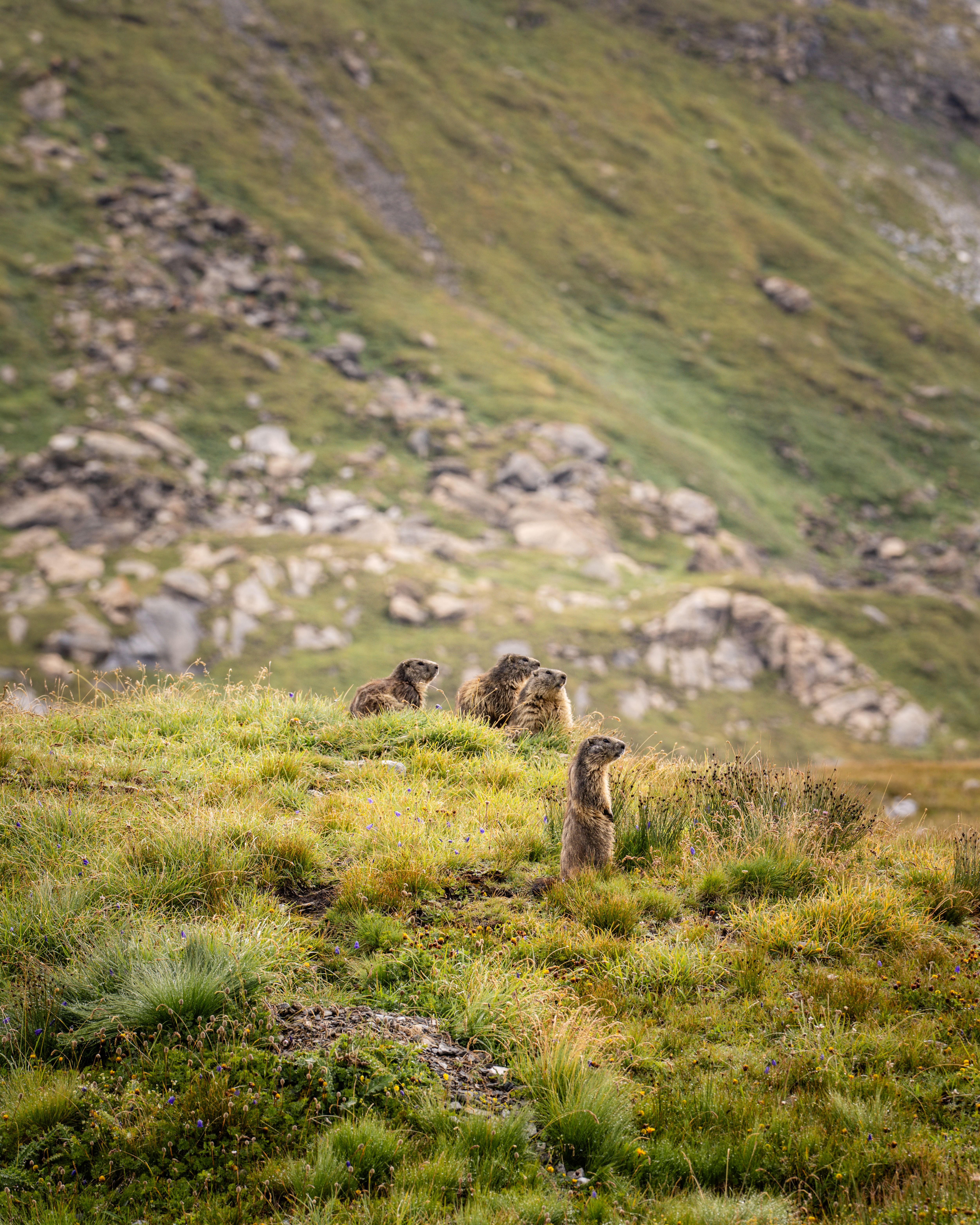 Wild Marmots in Scenic French Alps Meadow · Free Stock Photo