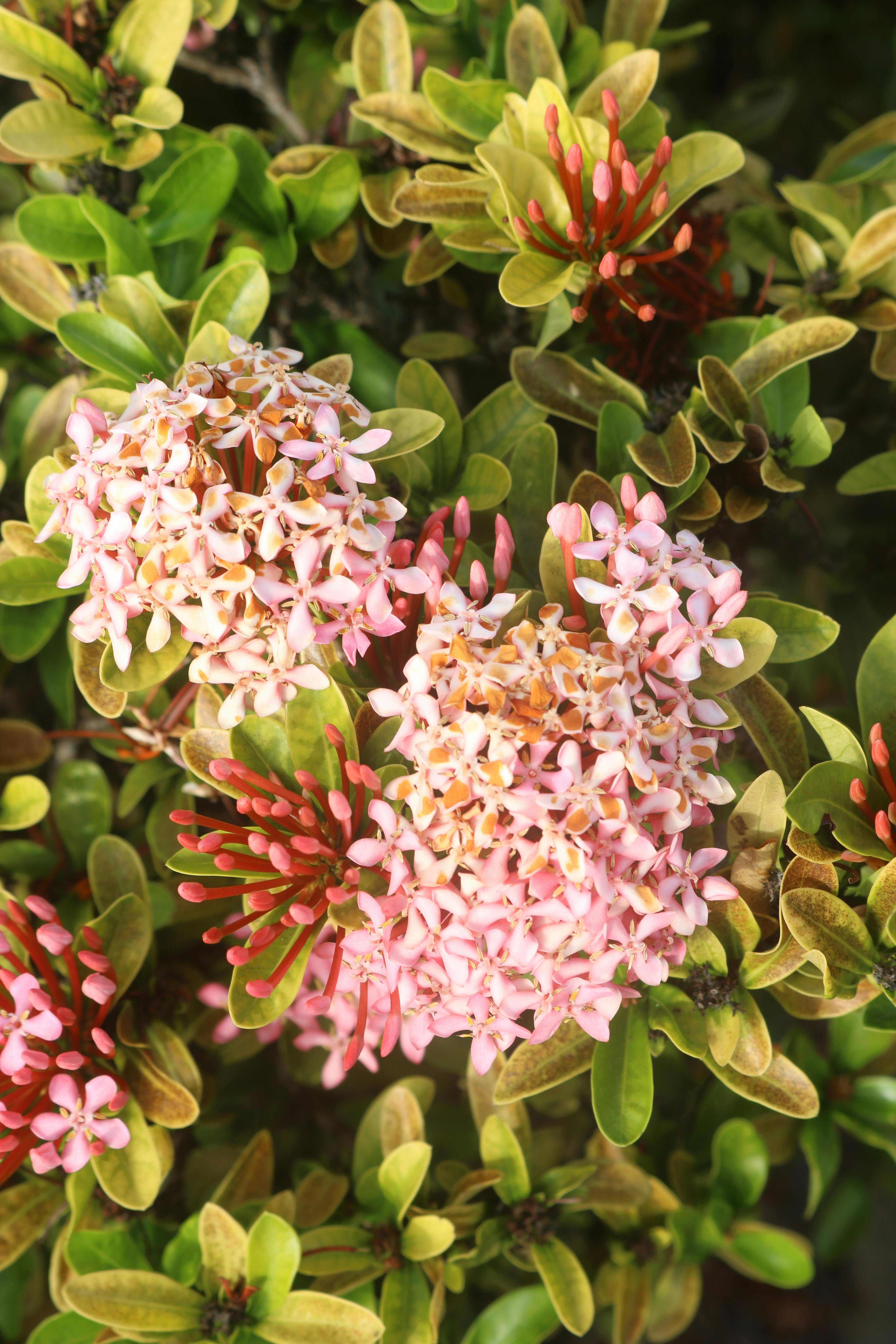 Close-up of Vibrant Purple Hebe Flowers in Bloom · Free Stock Photo