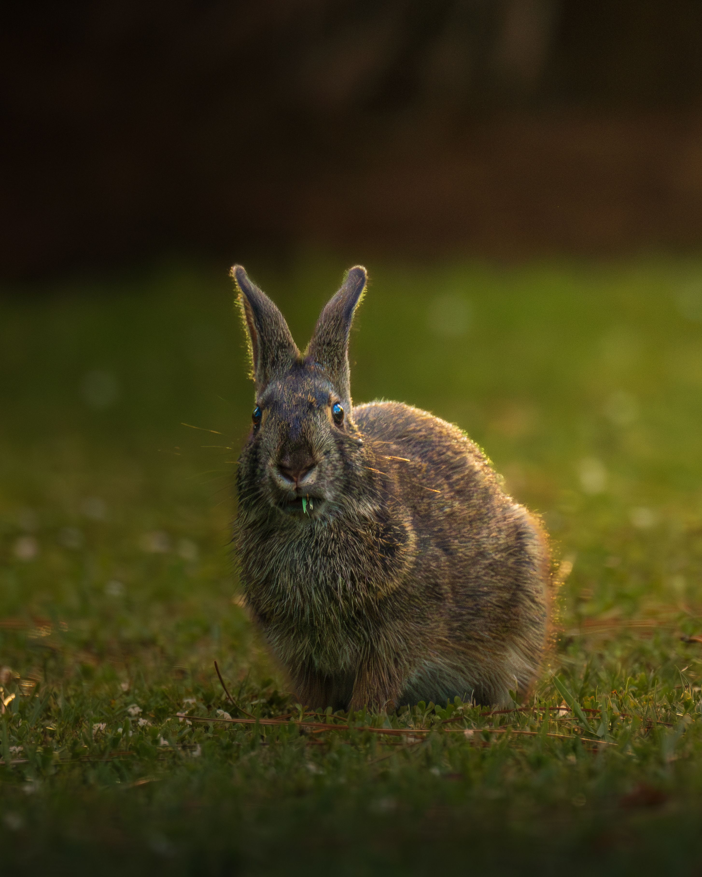 Portrait of a Wild Rabbit in Natural Habitat · Free Stock Photo