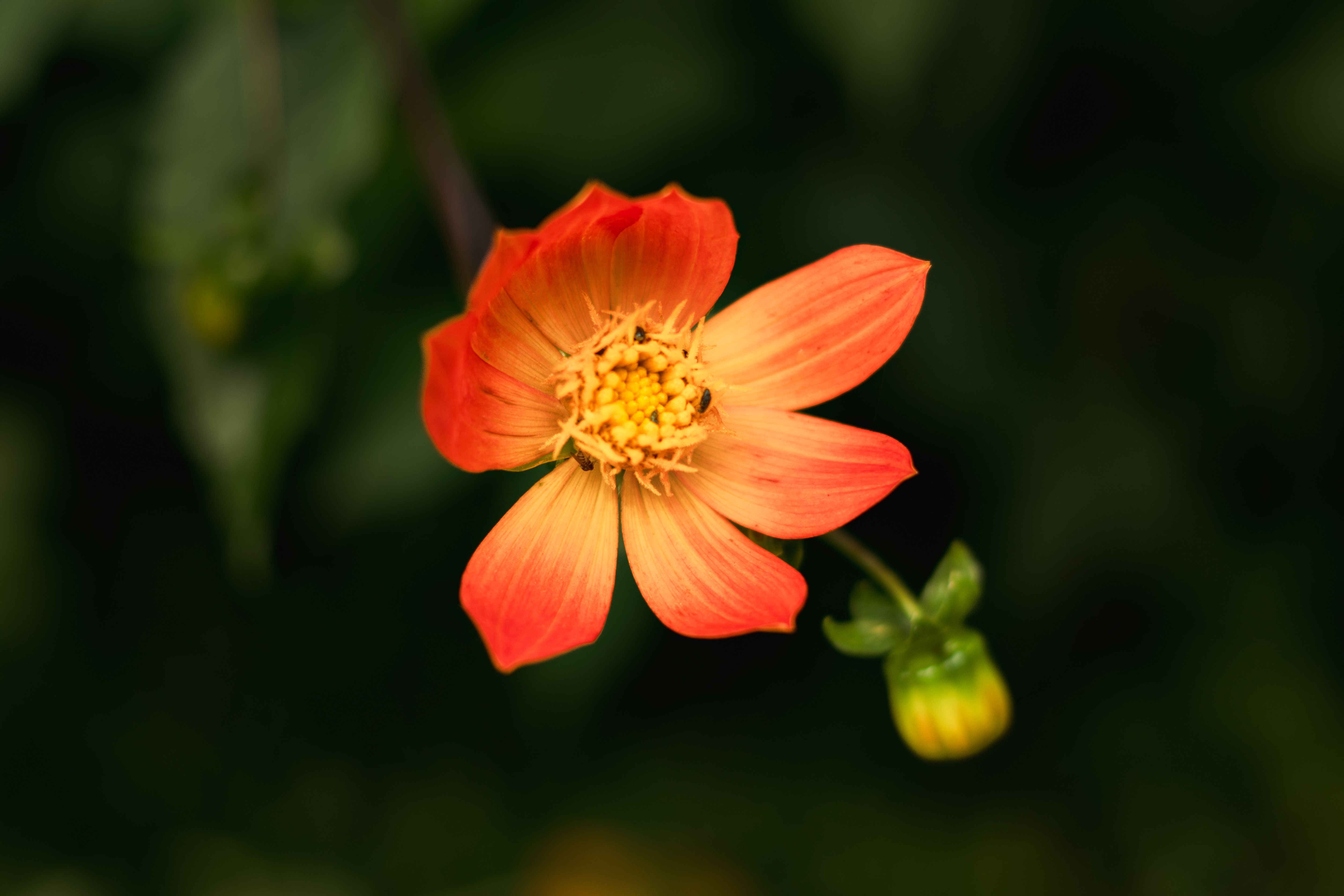 Bright flower with wet petals · Free Stock Photo