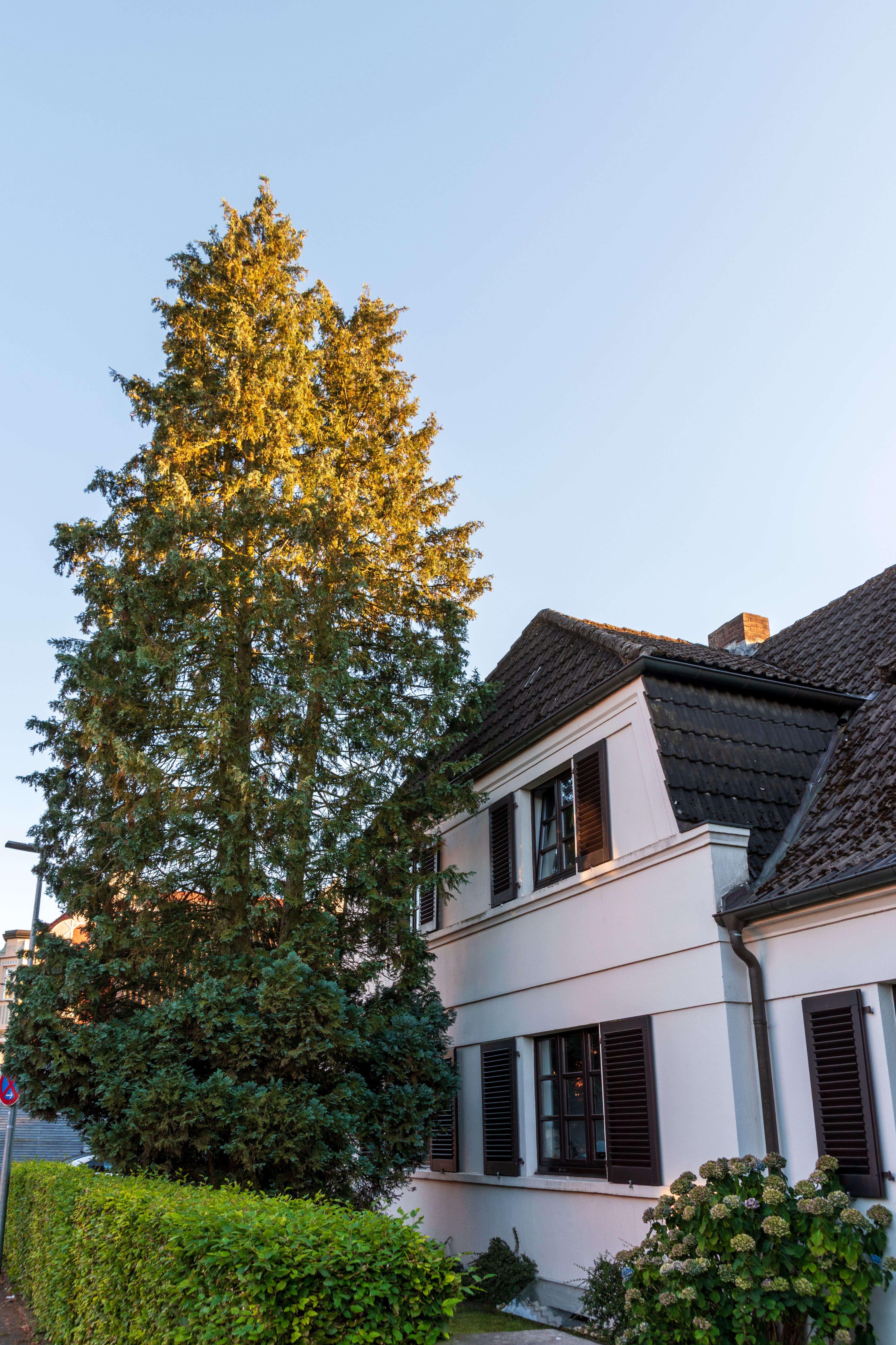 Charming Suburban House with Tall Tree in Sunrise Light · Free Stock Photo