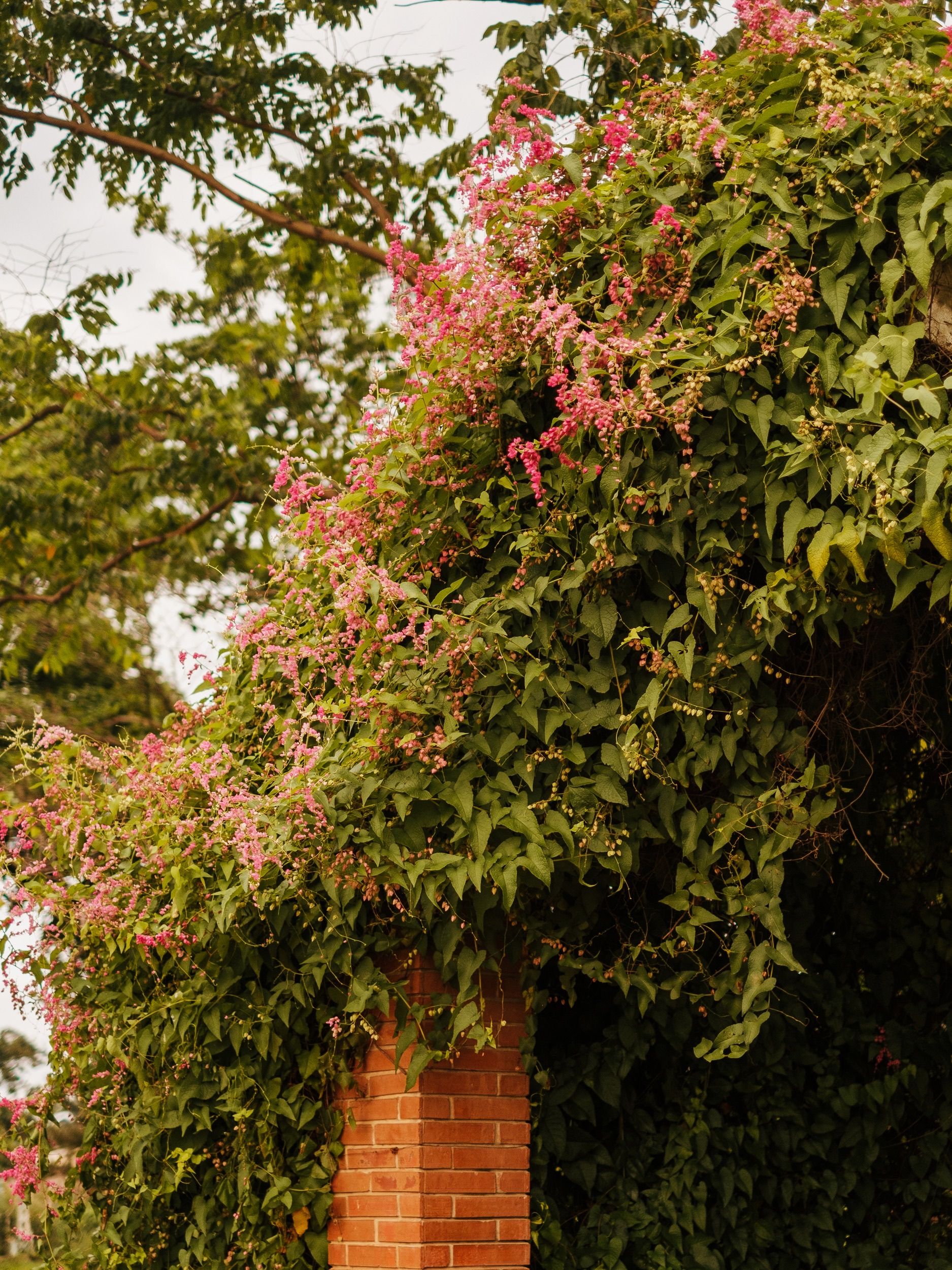 Vibrant Pink Flowers Cascading Over Brick Post · Free Stock Photo