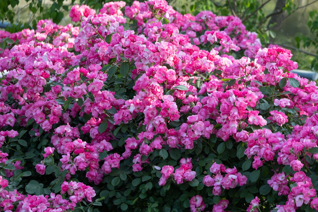 Rose Bushes for Landscaping: Choosing and Care Tips