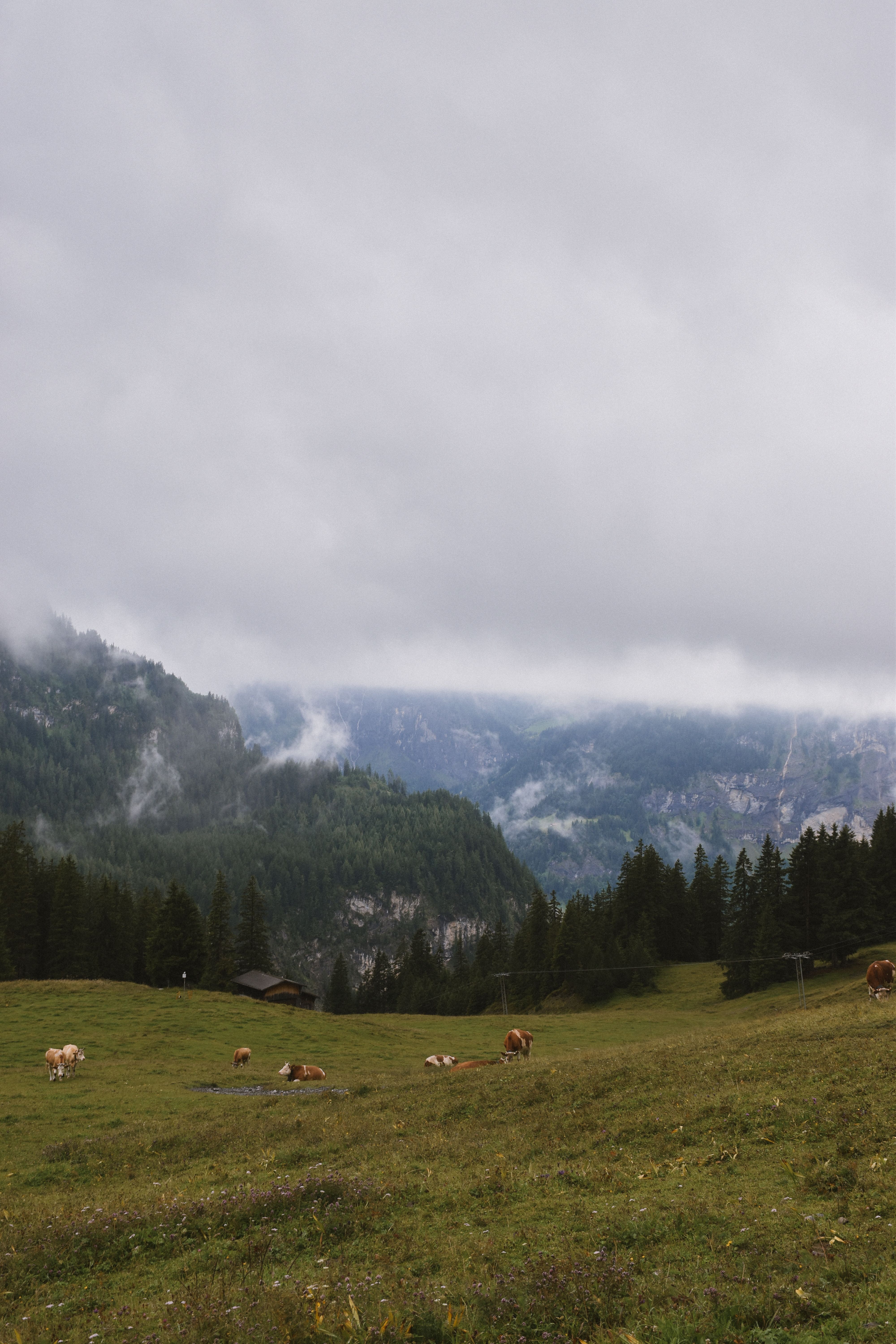 Alpine Pasture with Grazing Cows in Misty Mountains · Free Stock Photo