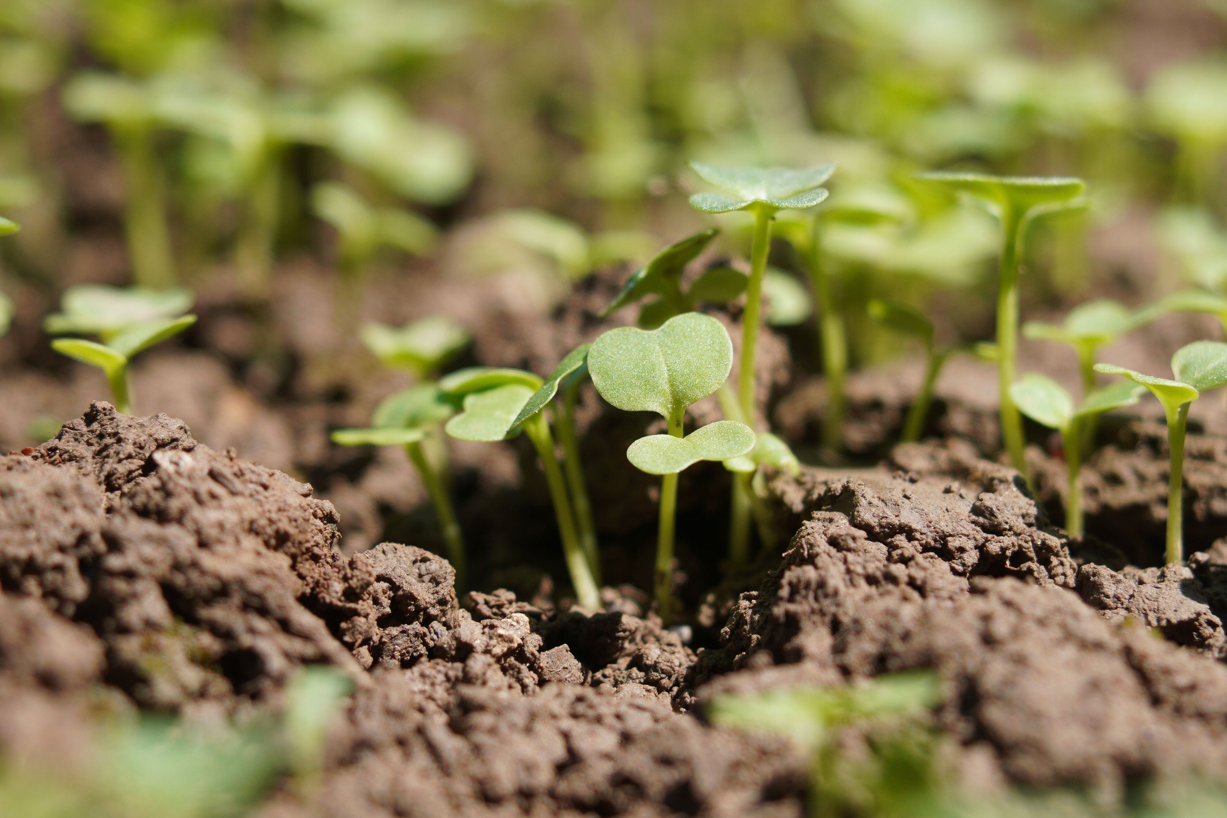 Close-up of Young Seedlings in Soil Outdoors · Free Stock Photo