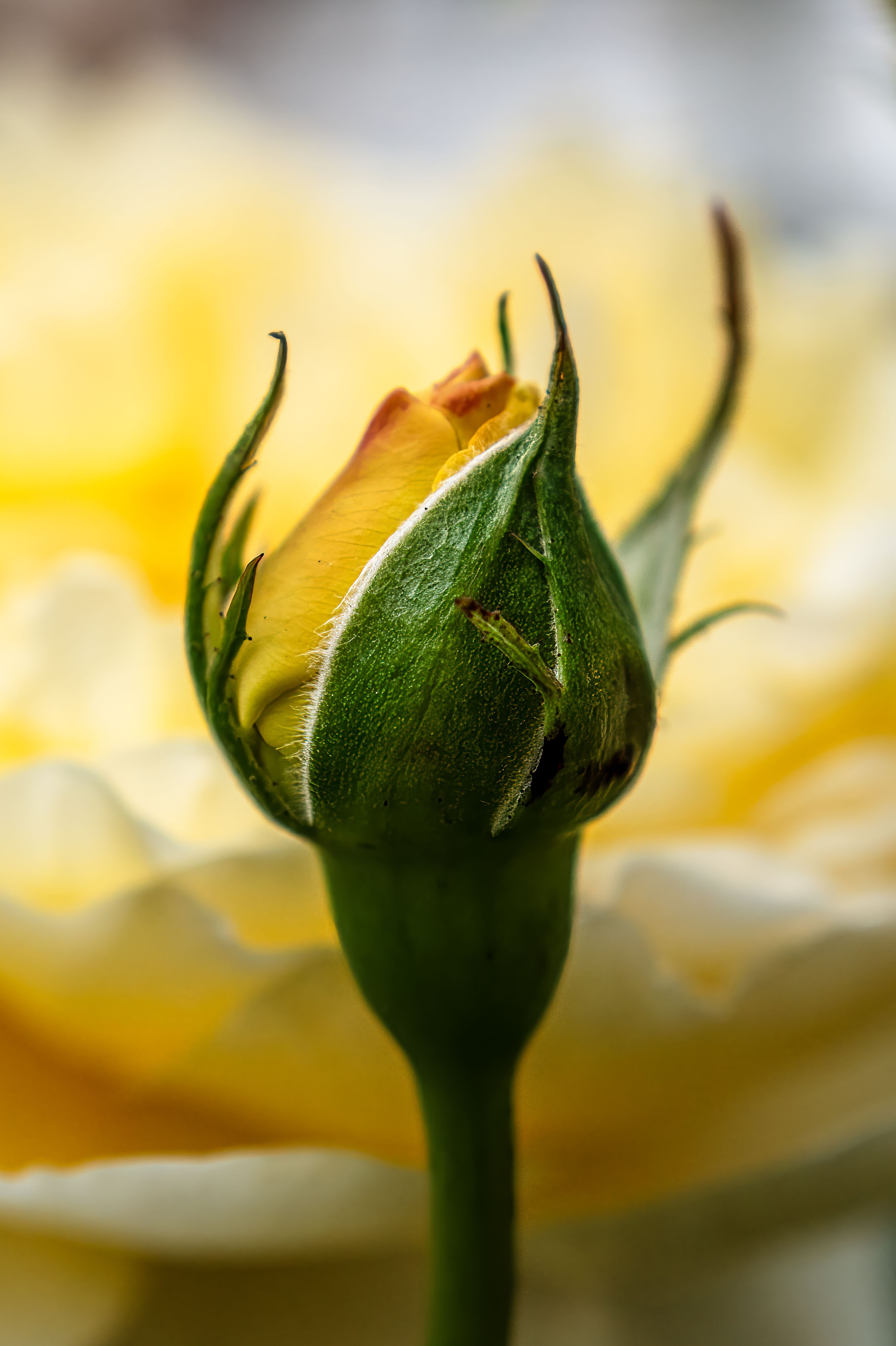Rosebud Photos, Download The BEST Free Rosebud Stock Photos & HD Images