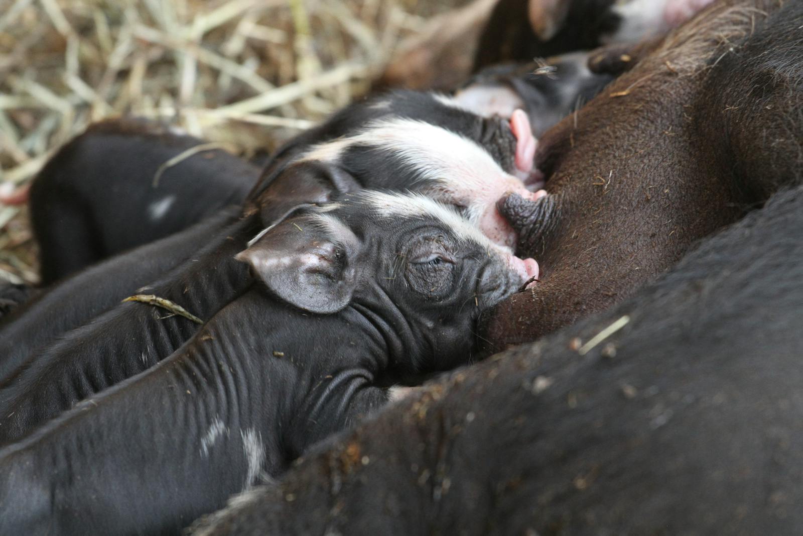 Piglets Farm Photos, Download The BEST Free Piglets Farm Stock Photos ...
