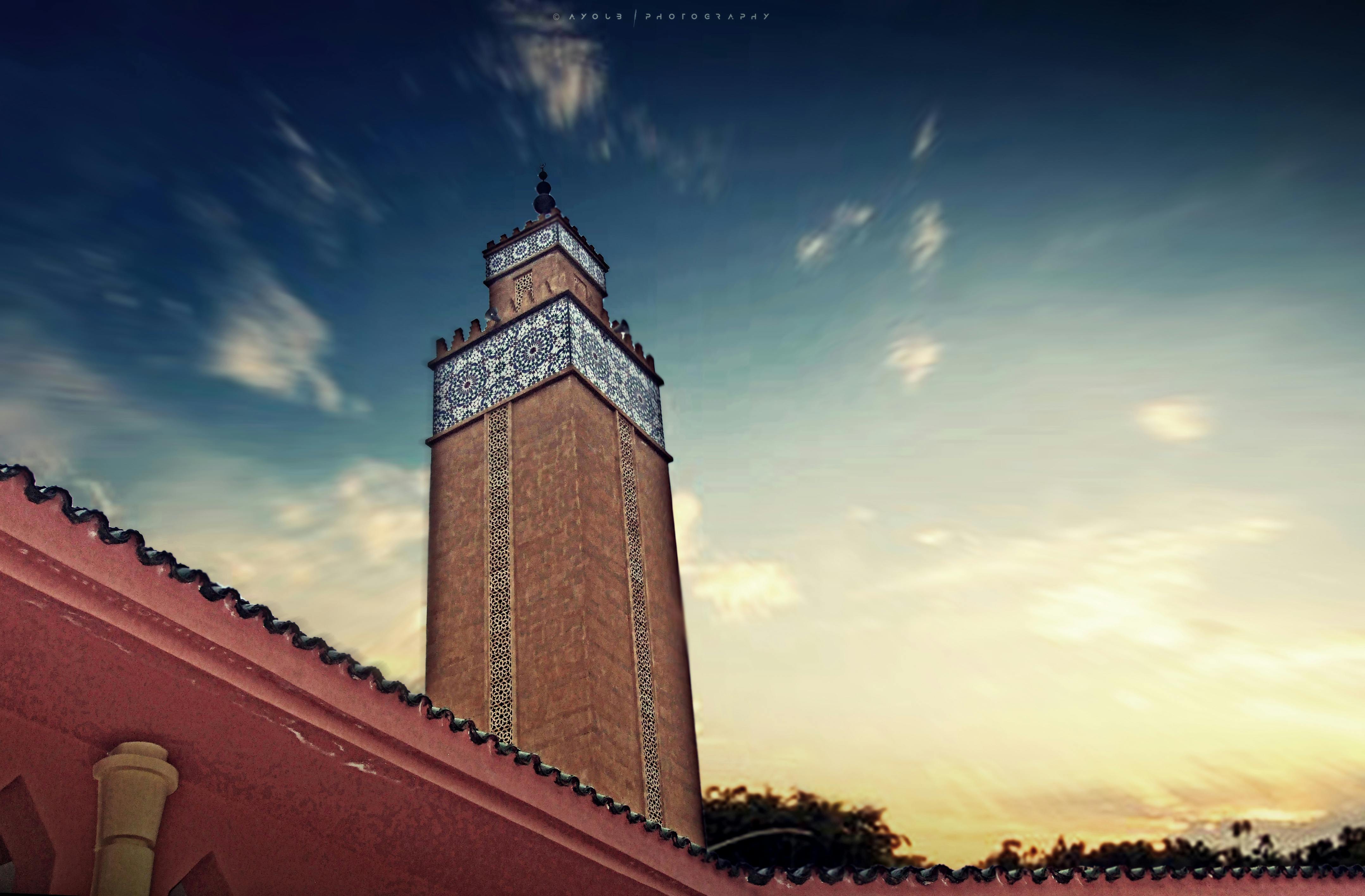 Free stock photo of action photography, focus, nature photography