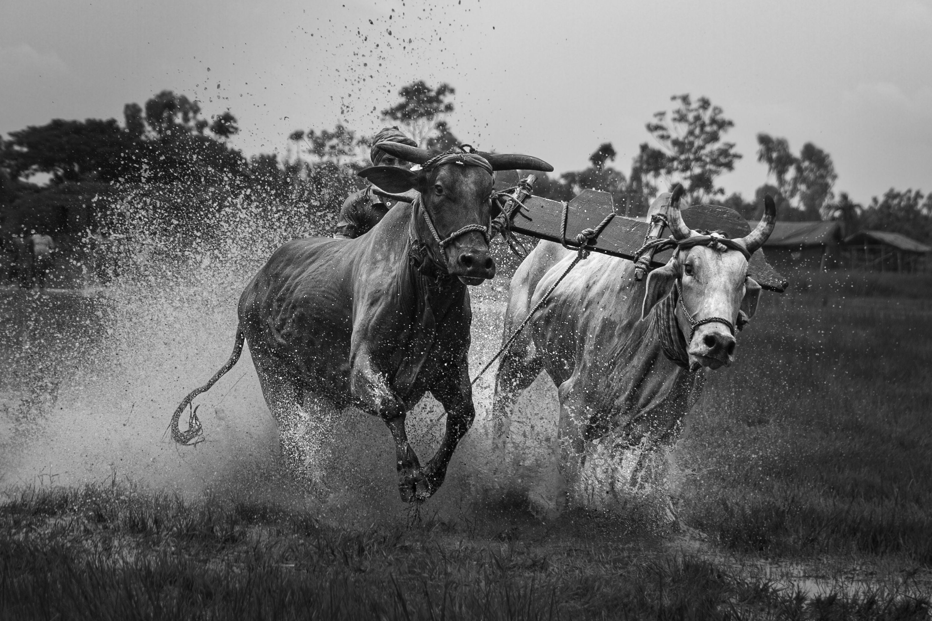 Traditional Bull Racing in Rural Landscape · Free Stock Photo
