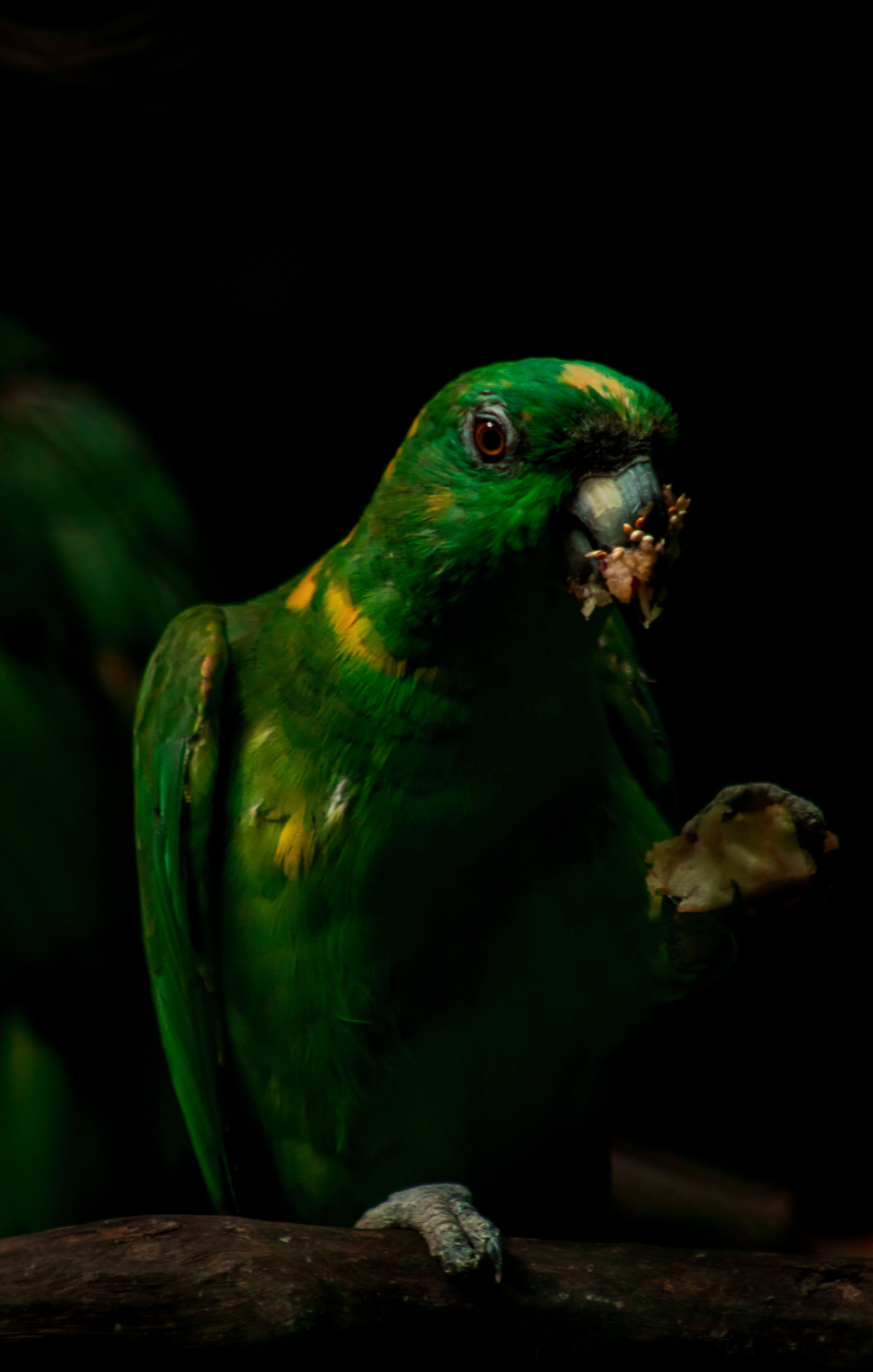 Avocado Parrot Photos, Download The BEST Free Avocado Parrot Stock ...