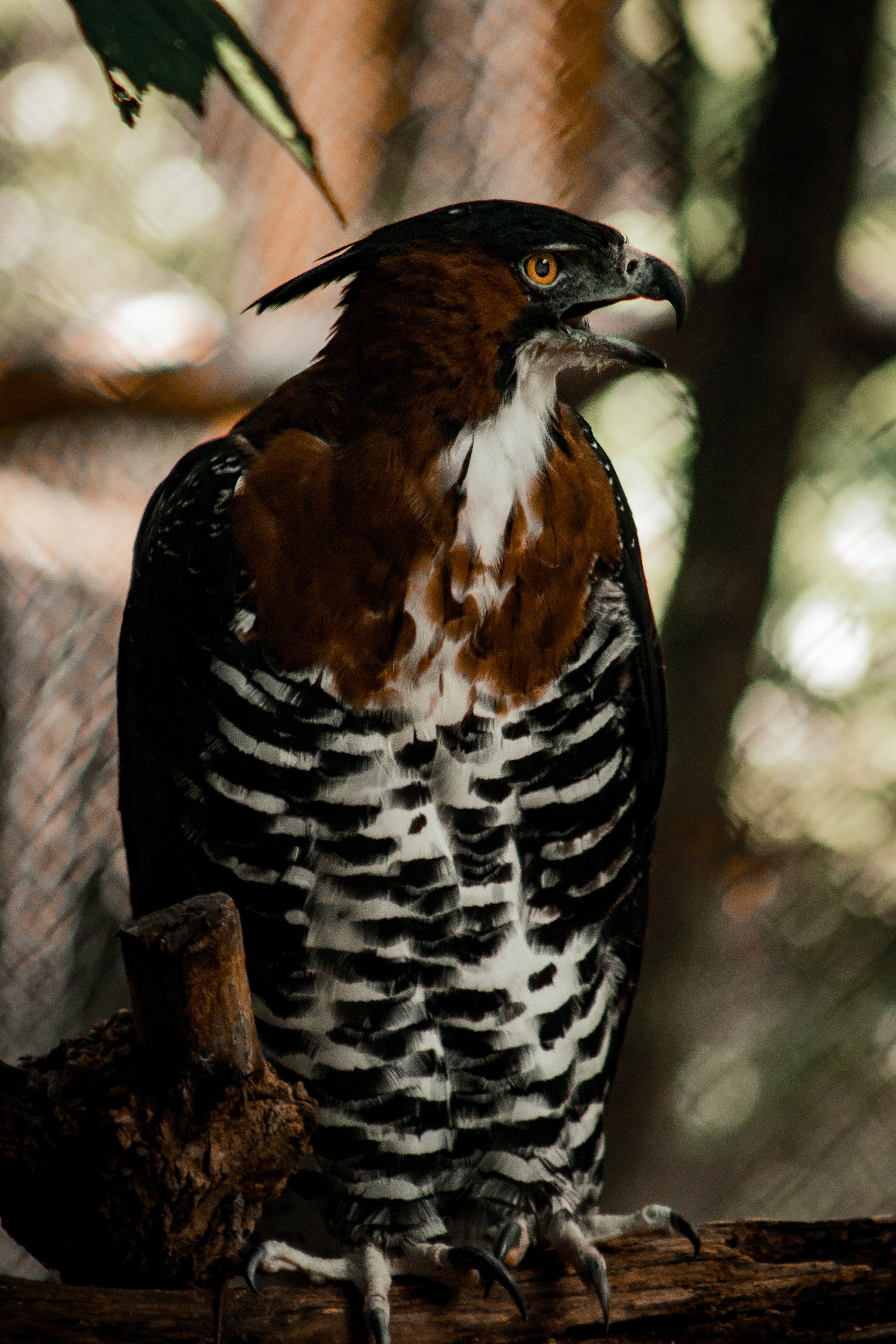 Harpy Eagle Next To Guy Photos, Download The BEST Free Harpy Eagle Next ...