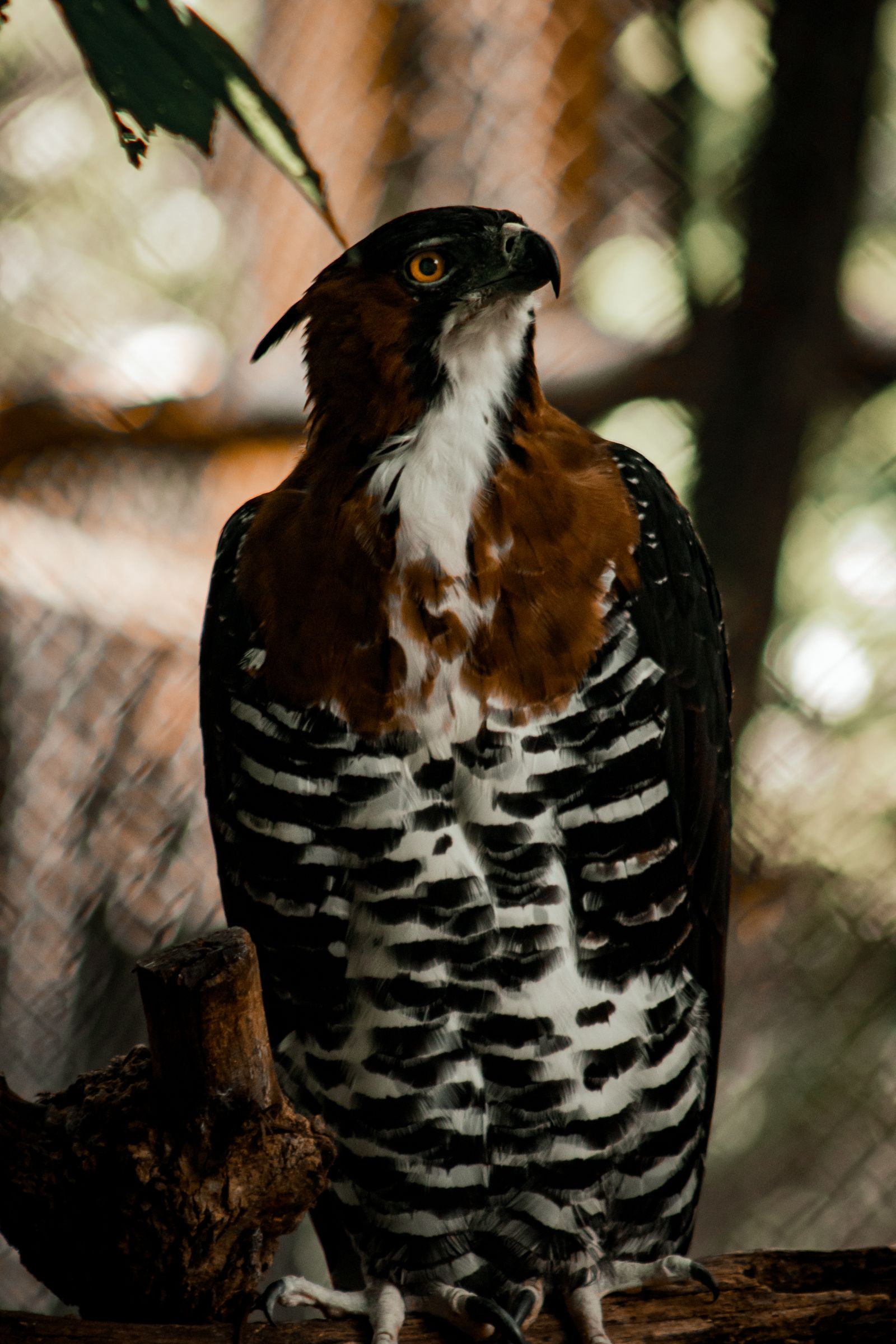 Harpy Eagle Next To Guy Photos, Download The BEST Free Harpy Eagle Next ...