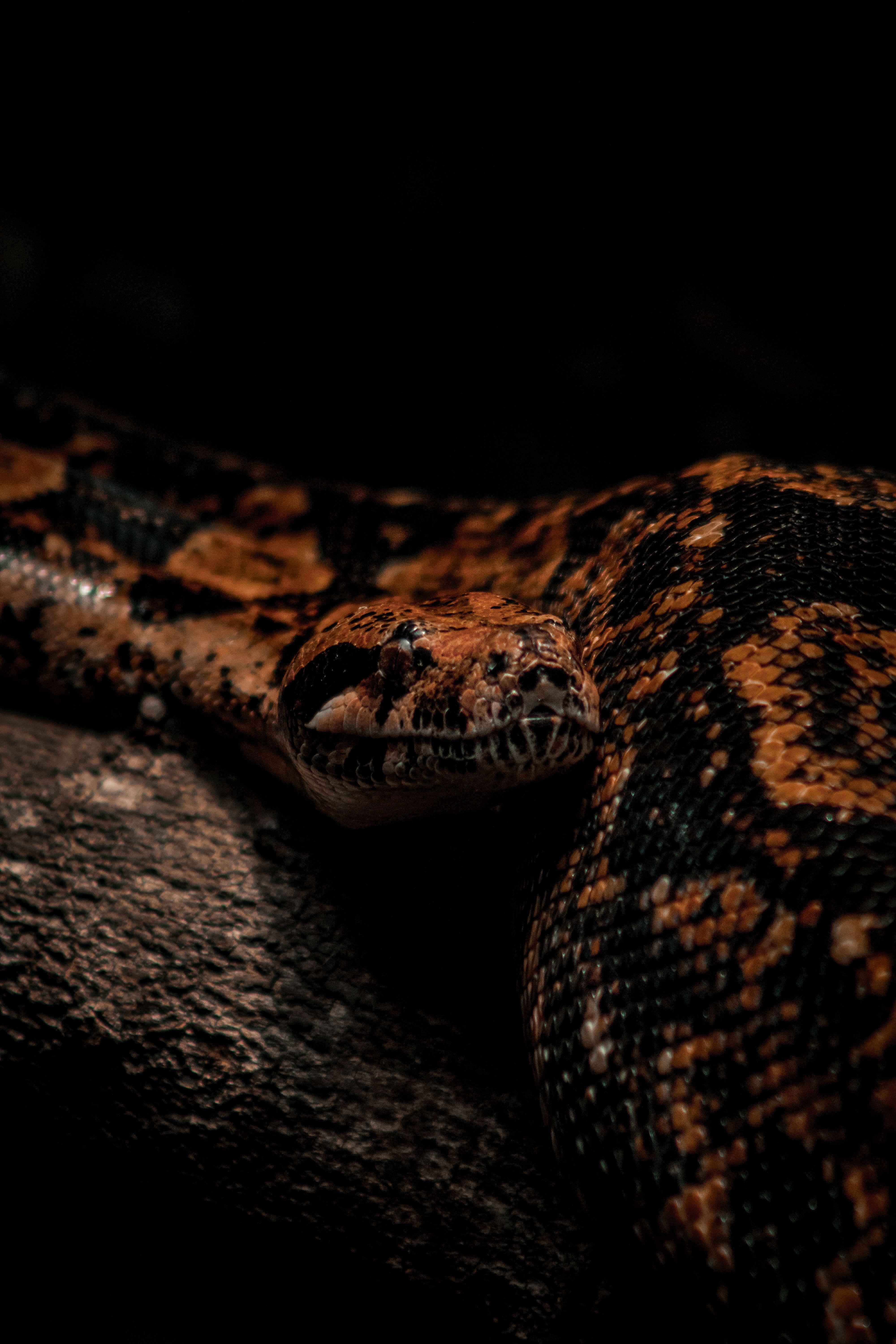 Close-up of a Boa Constrictor Snake in Shadows · Free Stock Photo