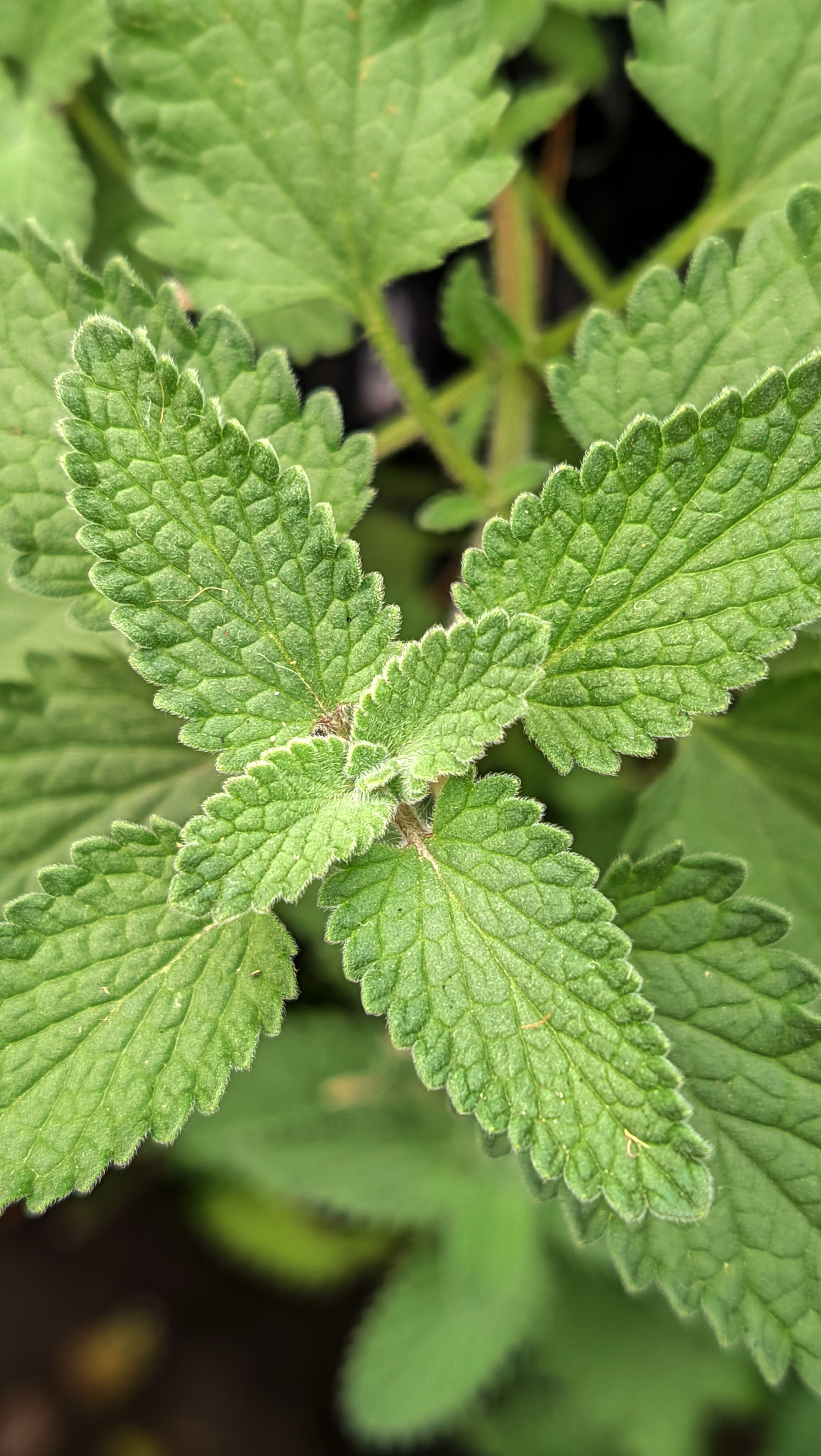 Fresh Green Catnip Plant Closeup with Vibrant Leaves · Free Stock Photo