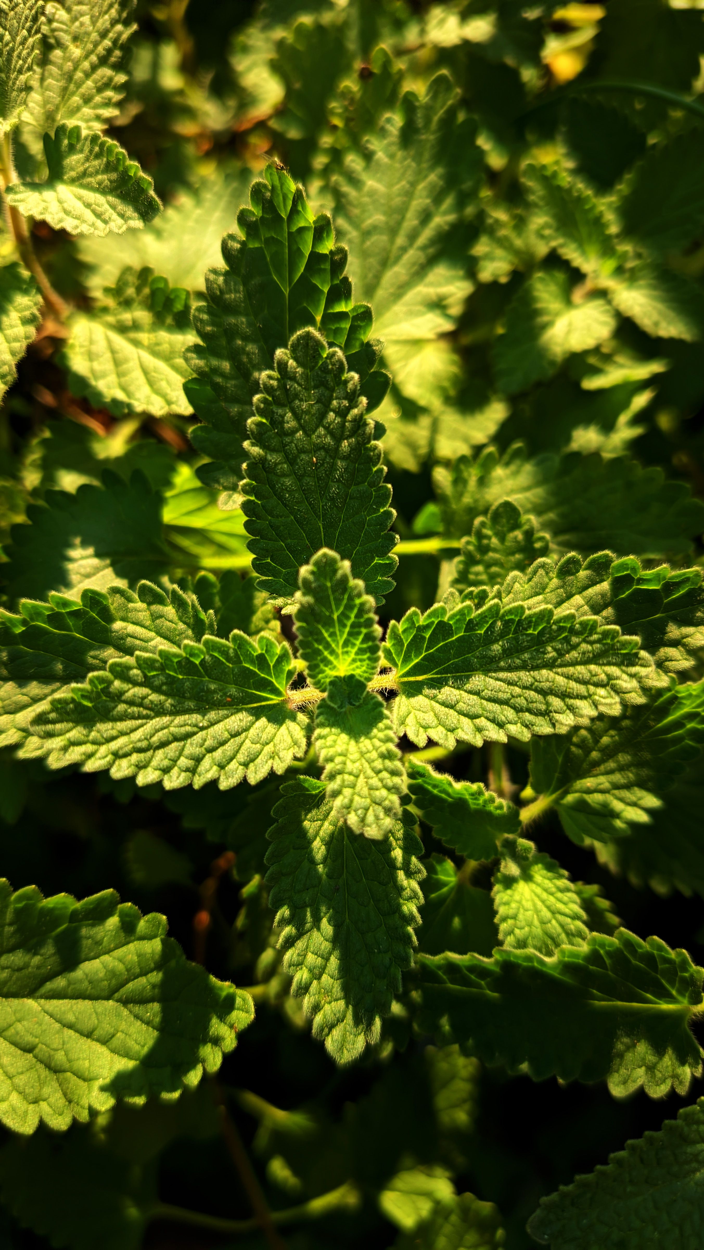 Catnip Plant Photos, Download The BEST Free Catnip Plant Stock Photos ...