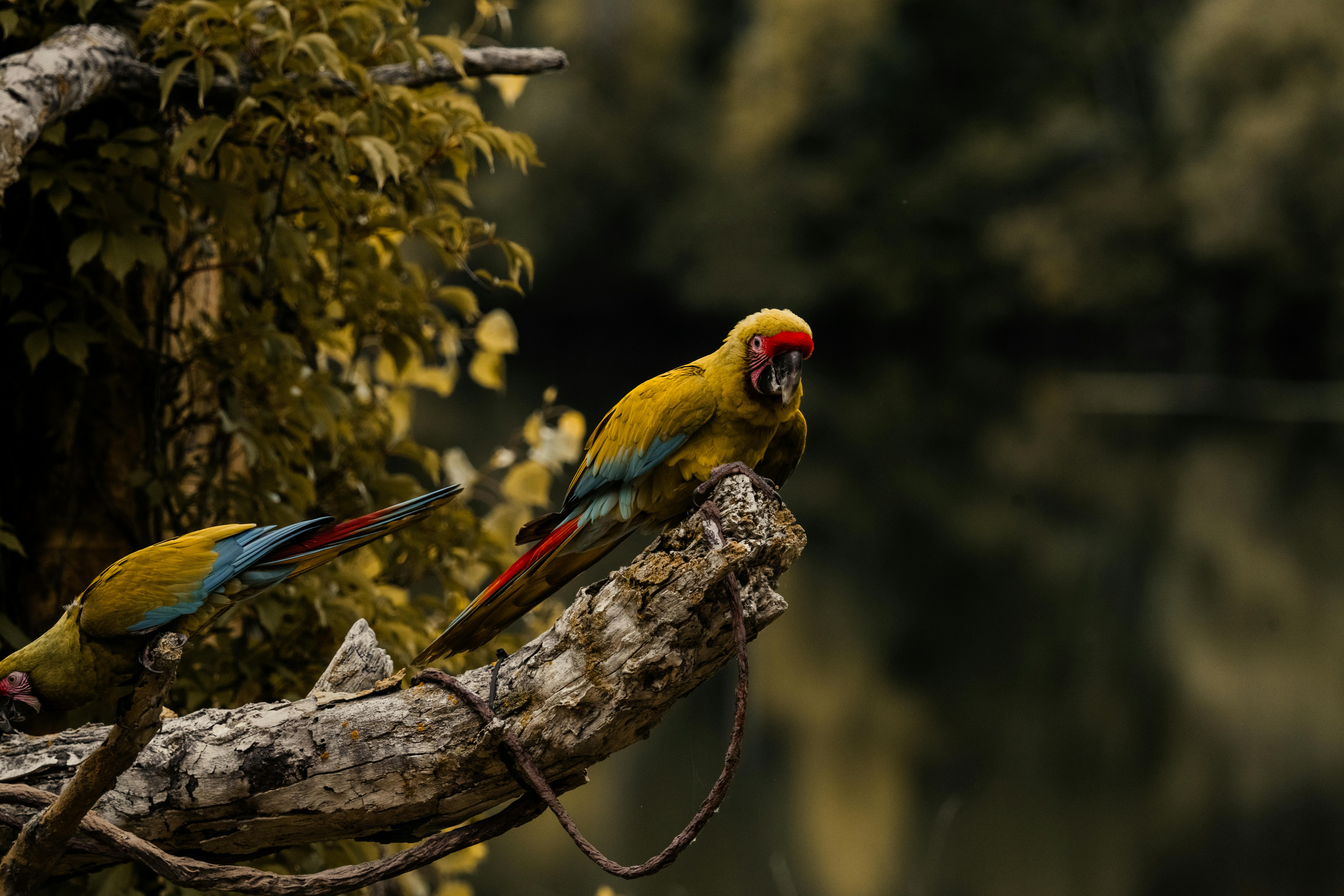 Burung Macaw Hijau Cerah Bertengger Di Cabang Hutan · Foto Stok Gratis