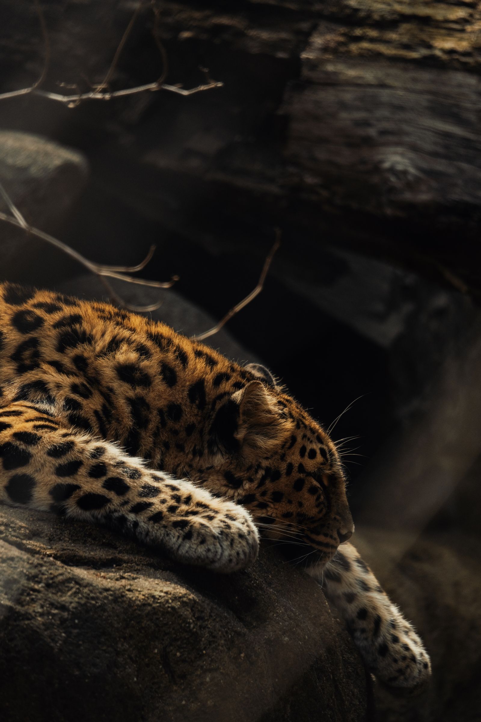 Leopard Laptop Wallpaper Photos, Download The BEST Free Leopard Laptop ...