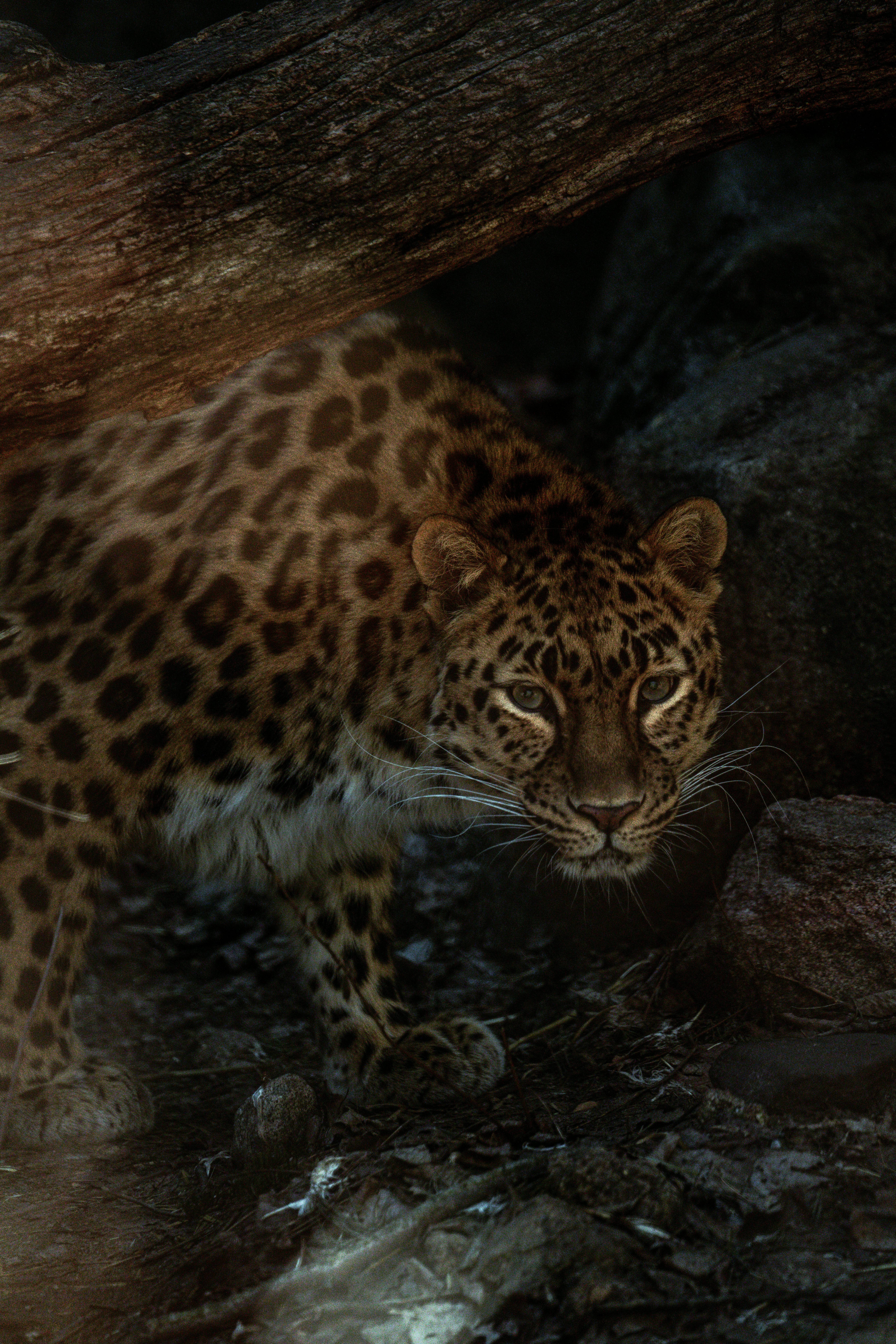 Majestic Leopard in a Dark Forest Setting · Free Stock Photo