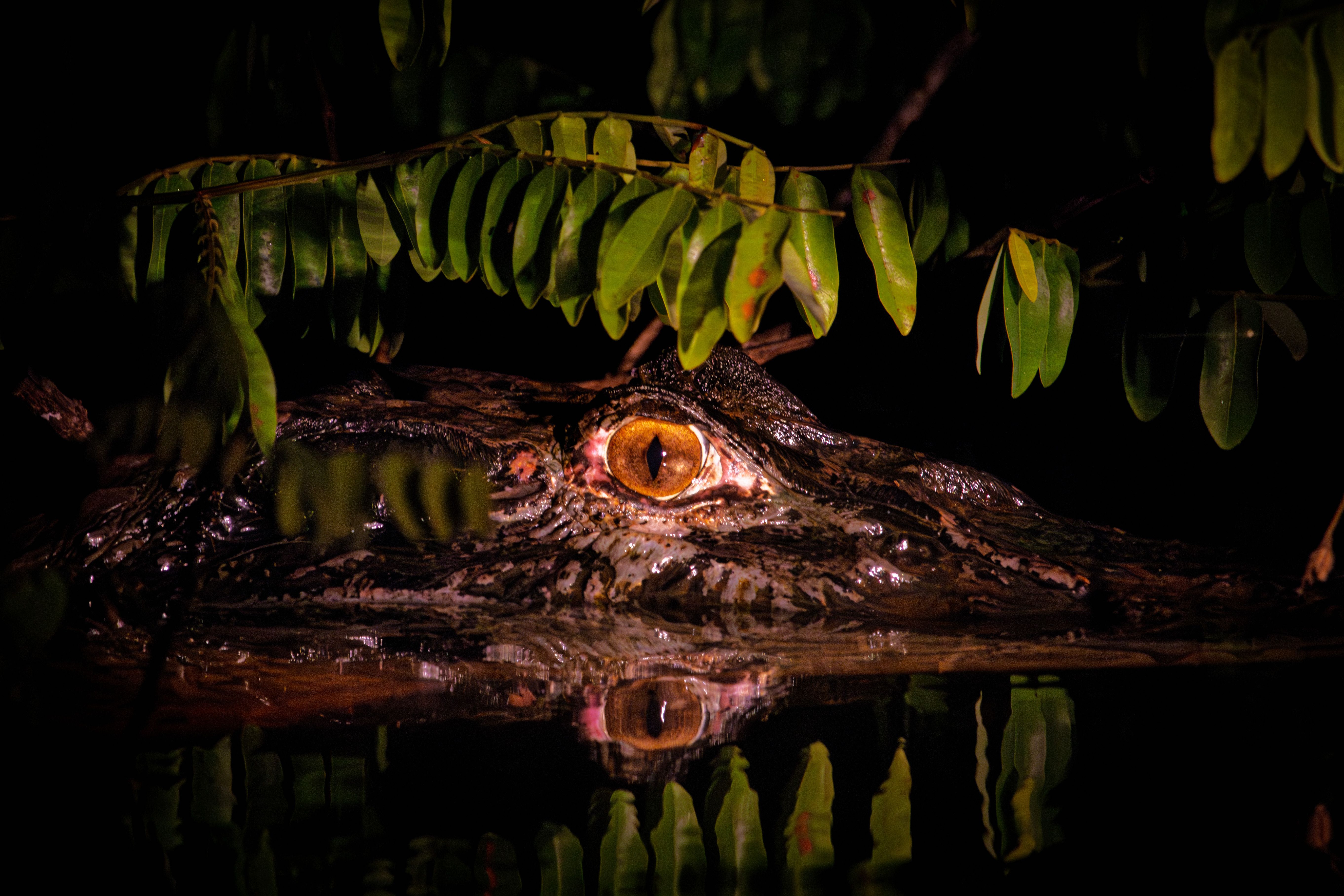 Amazon Rainforest In Night Photos, Download The BEST Free Amazon ...