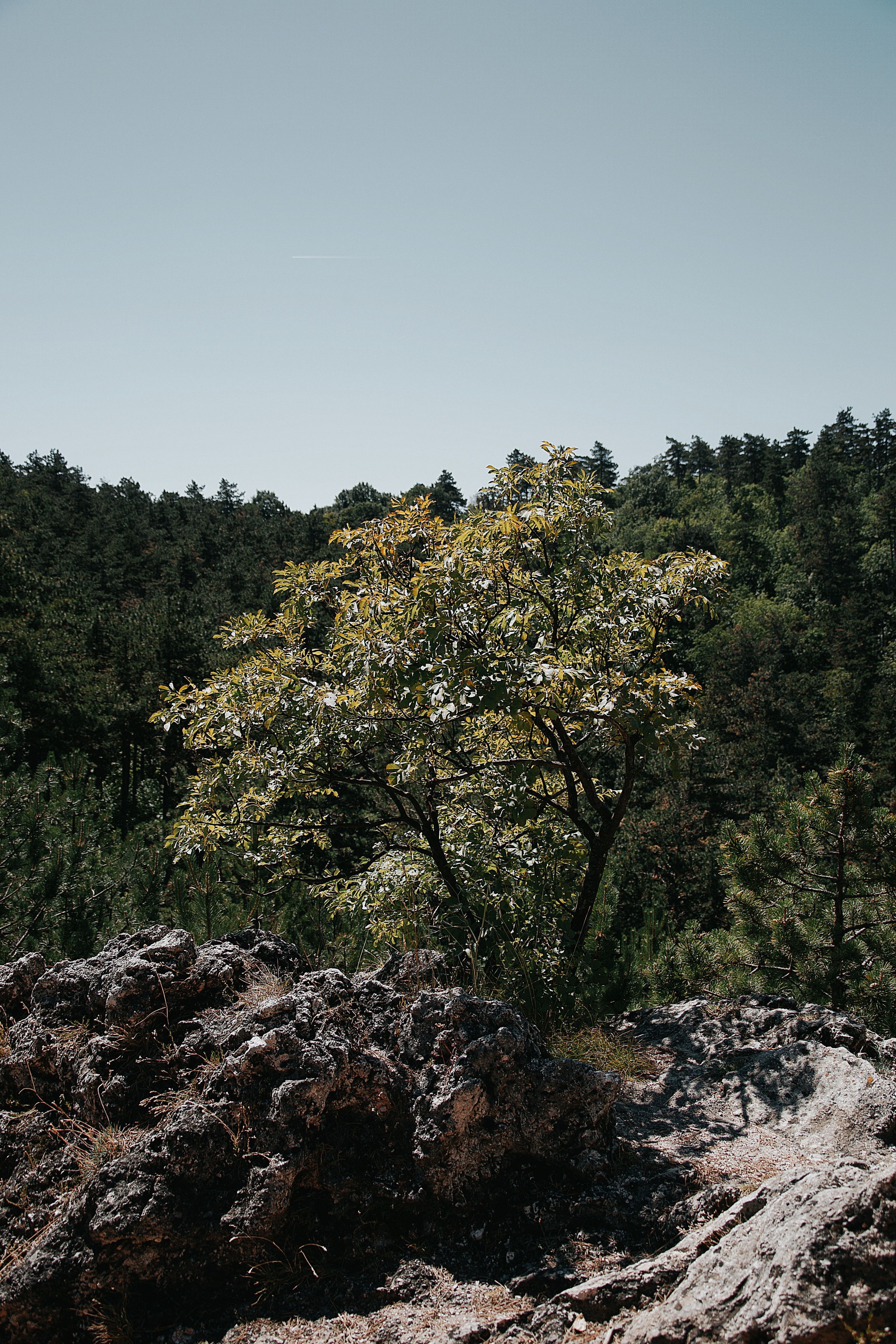 Edit in Canva