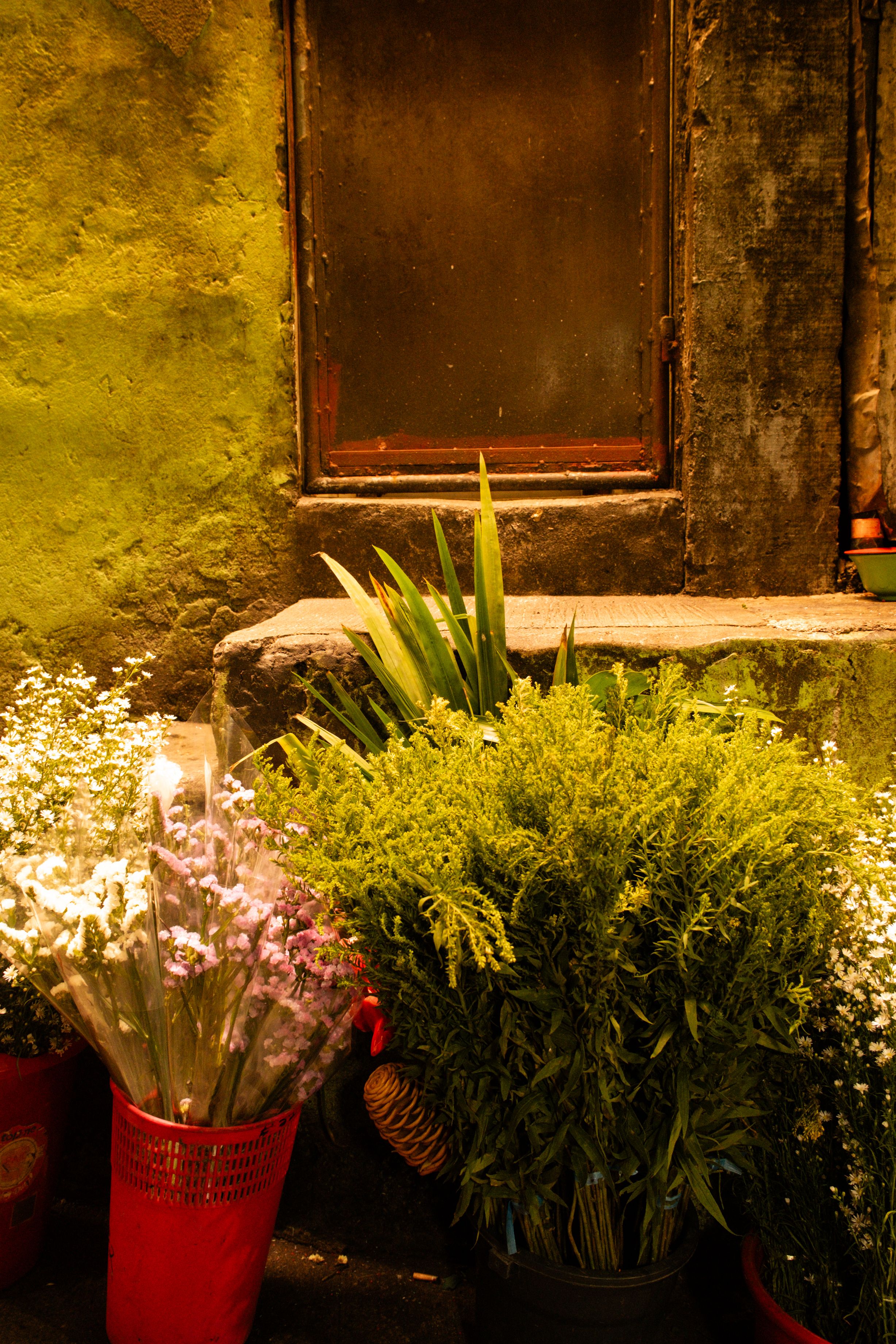 Vibrant Street Flowers Against Rustic Wall · Free Stock Photo