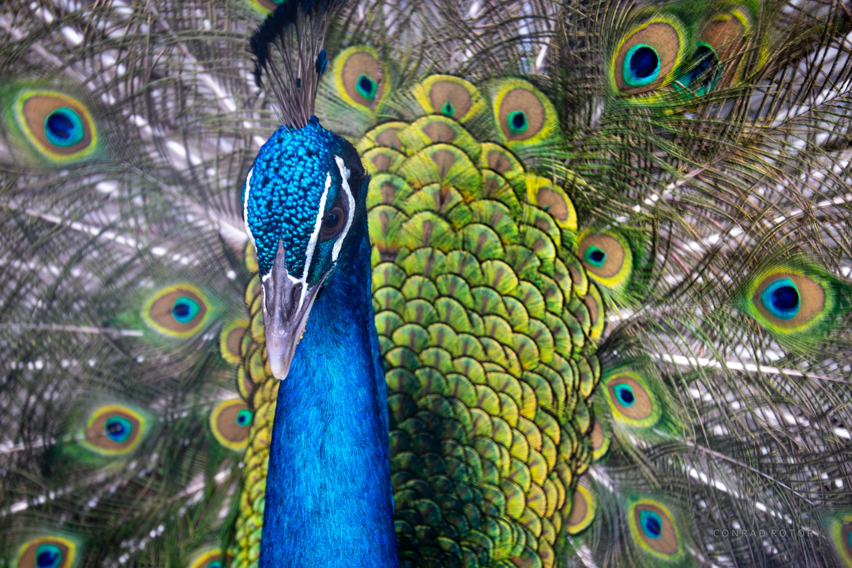 Close-Up Photography of Peacock · Free Stock Photo